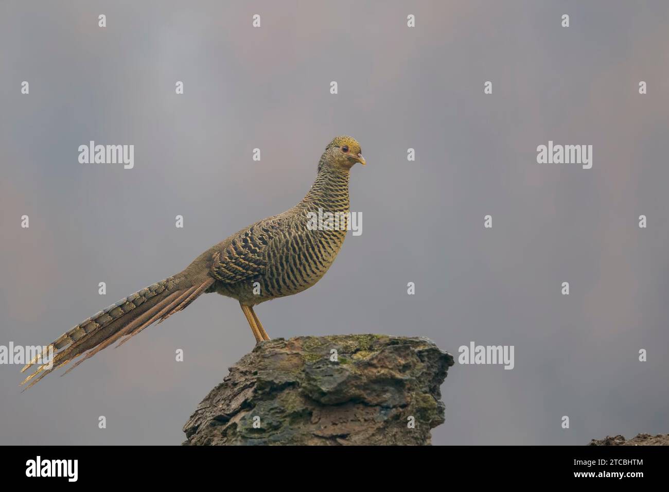 Chinesischer fasan -Fotos und -Bildmaterial in hoher Auflösung – Alamy