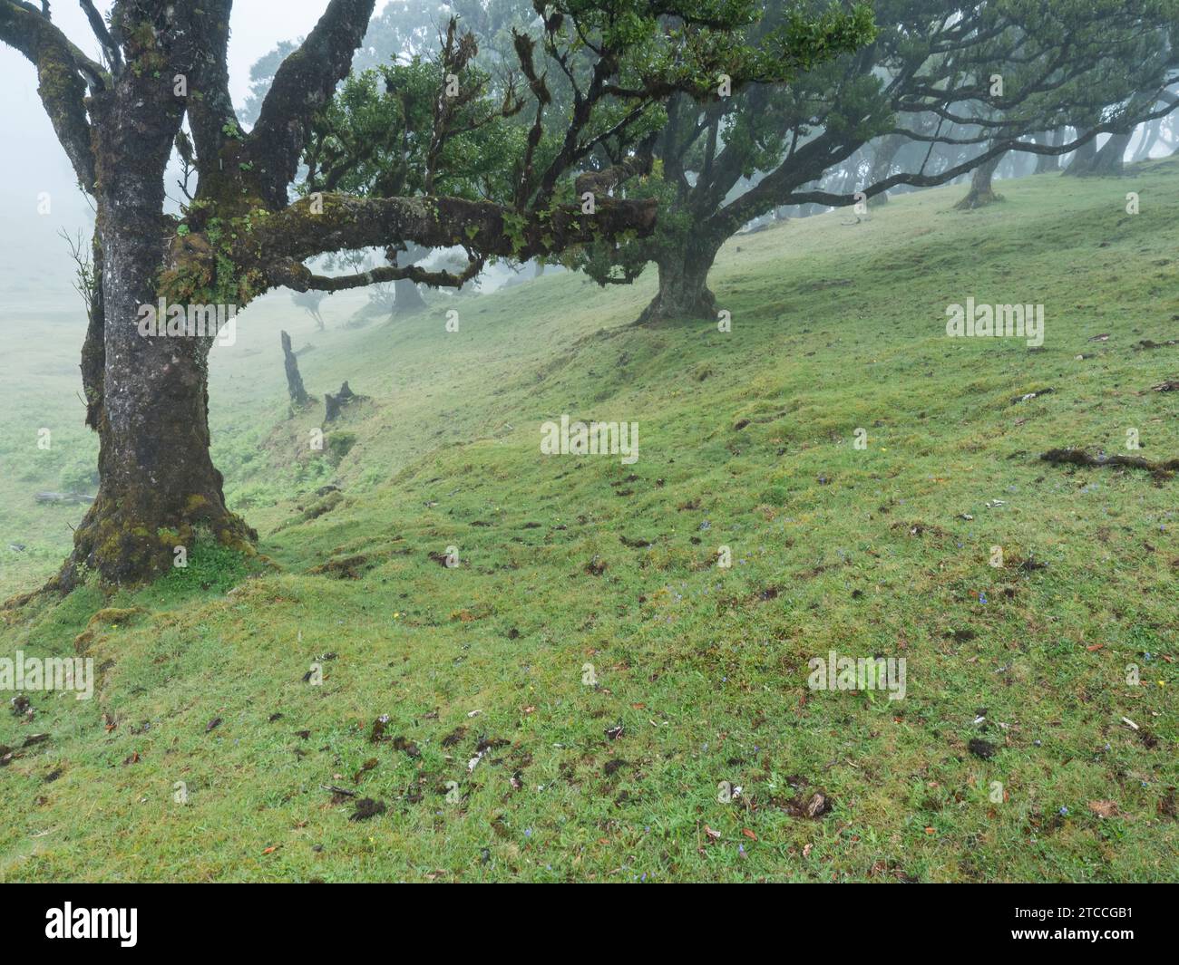 Fanal-Lorbeerwald im dichten Nebel. Bizarr geformte moosige Bäume ...