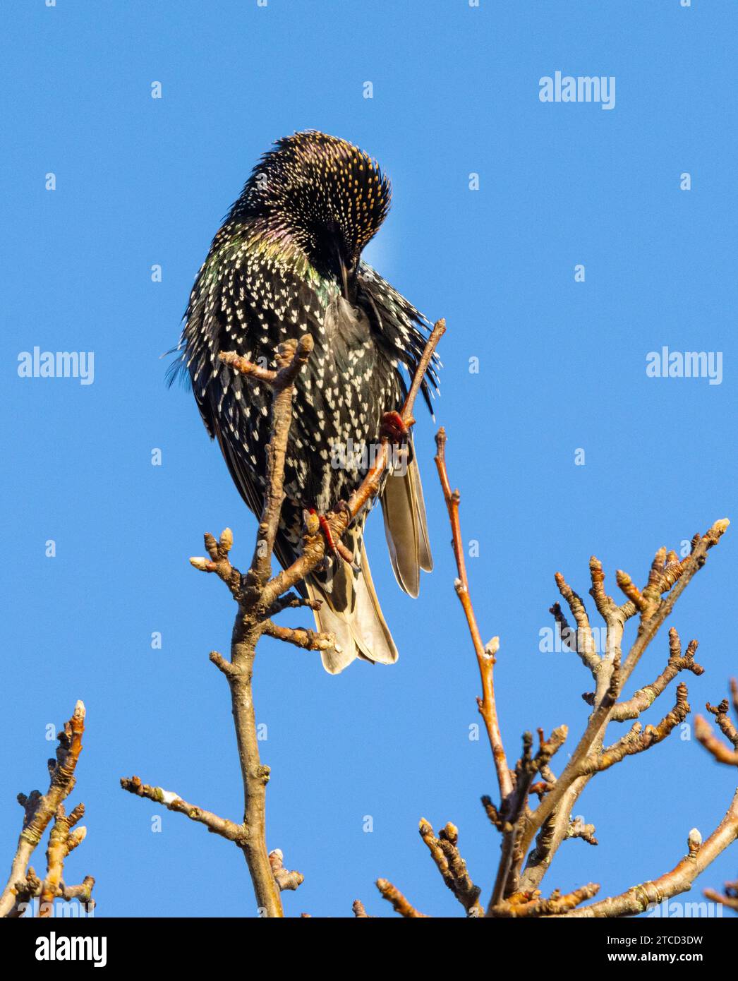 Ein Vogelgefieder ist für ihr Wohlbefinden und Überleben von ...