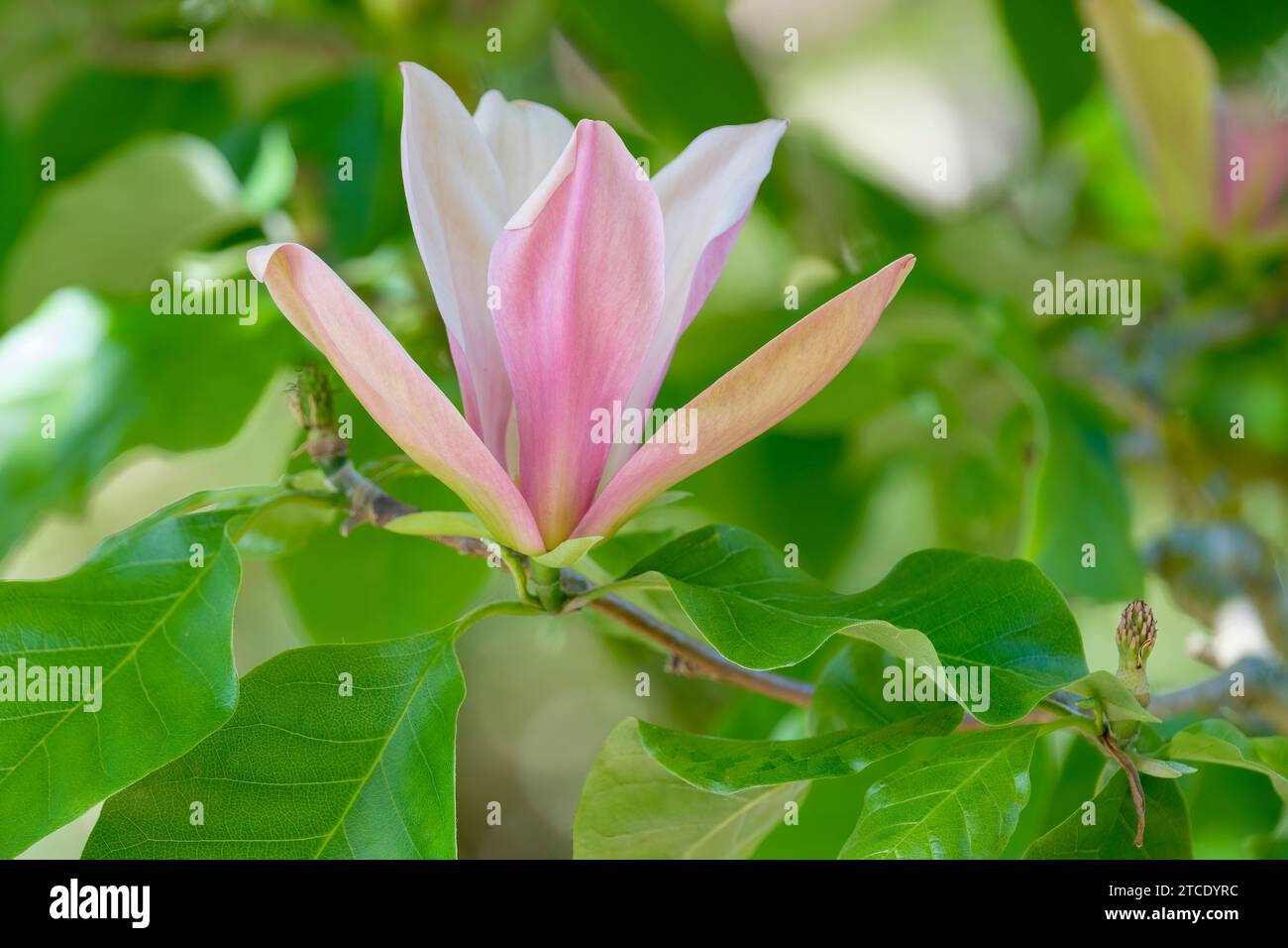 Magnolie evamaria -Fotos und -Bildmaterial in hoher Auflösung – Alamy
