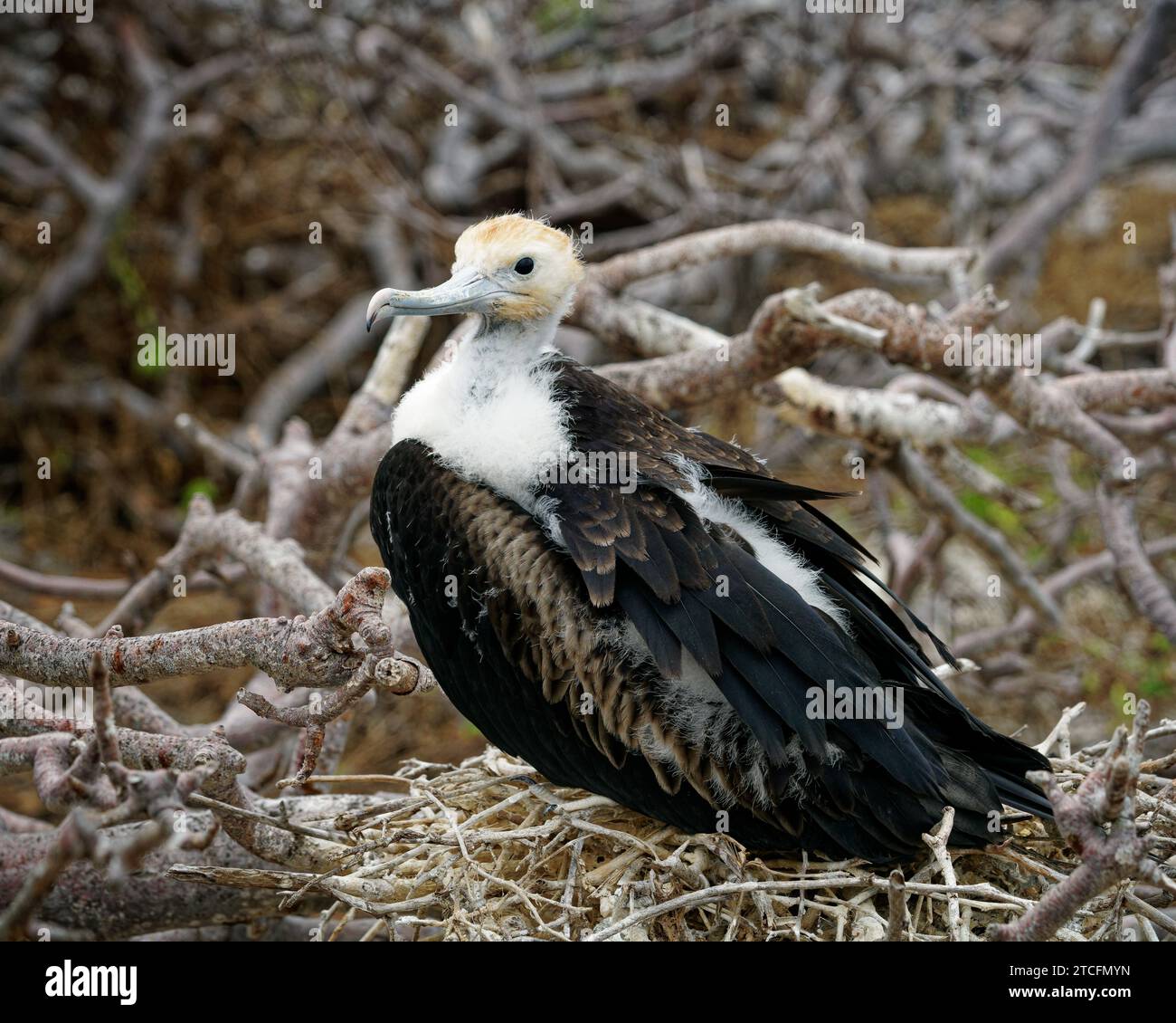 Der Galapagos Frigate Bird oder der große Frigate Bird, ein Baby oder ...