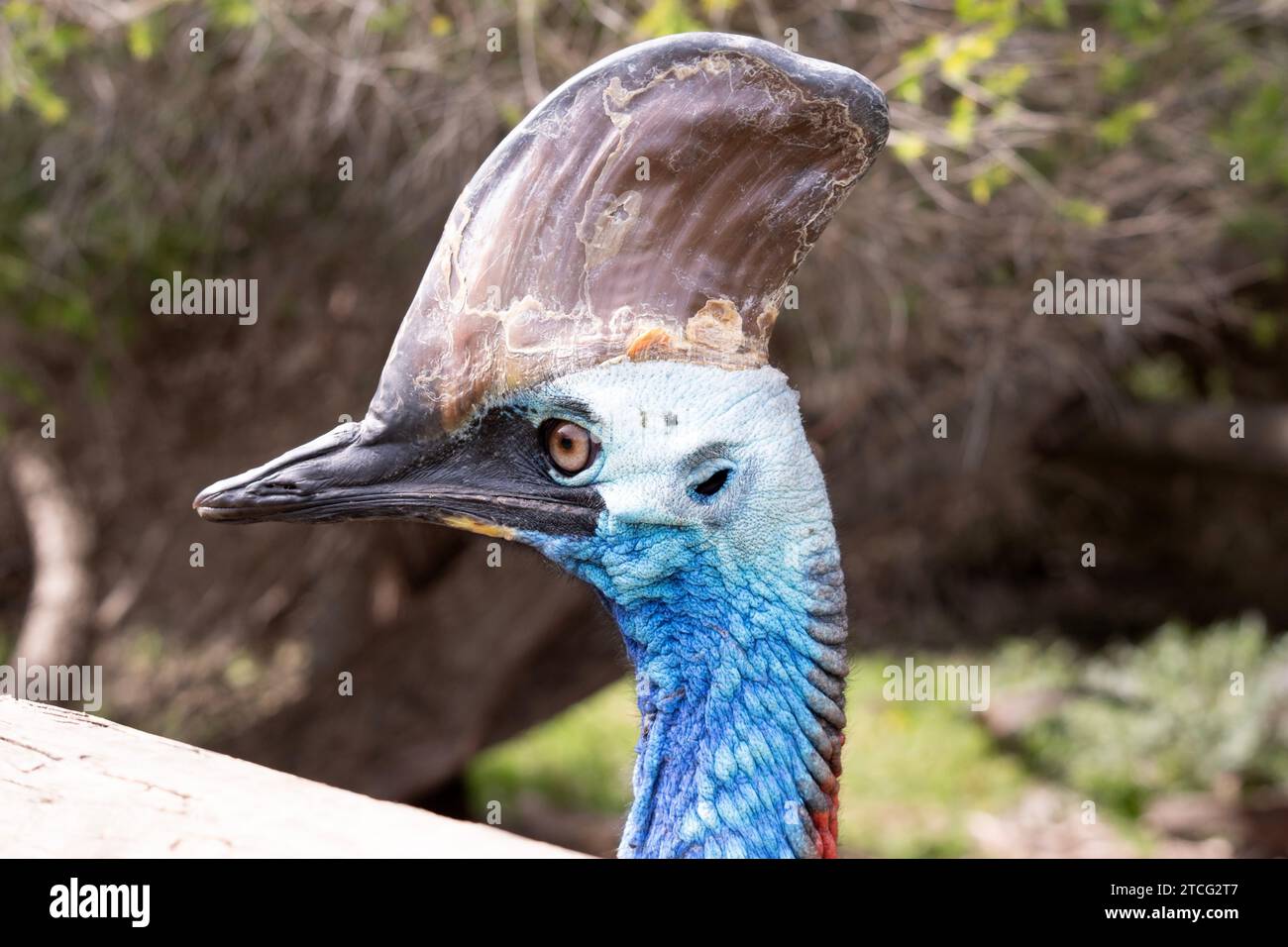 Die Kasuar ist ein großer, flugunfähiger. Er ist mit dichten ...