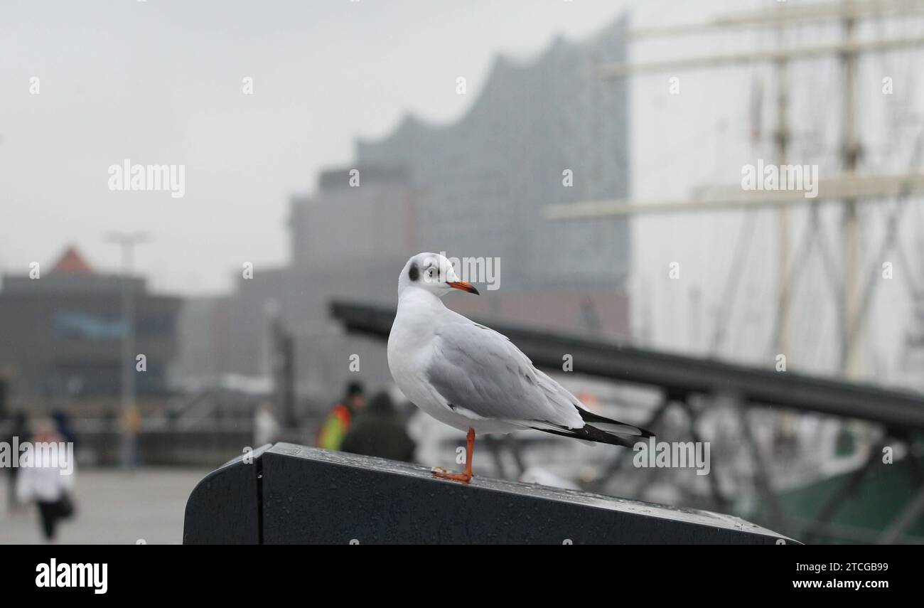 Eine Möwe sitzt bei Hamburger Schietwetter auf einem Müllbehälter auf ...