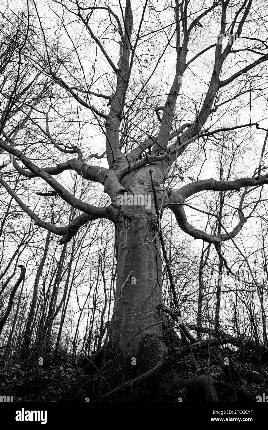 Wanderwege naturschutz Schwarzweiß-Stockfotos und -bilder - Alamy