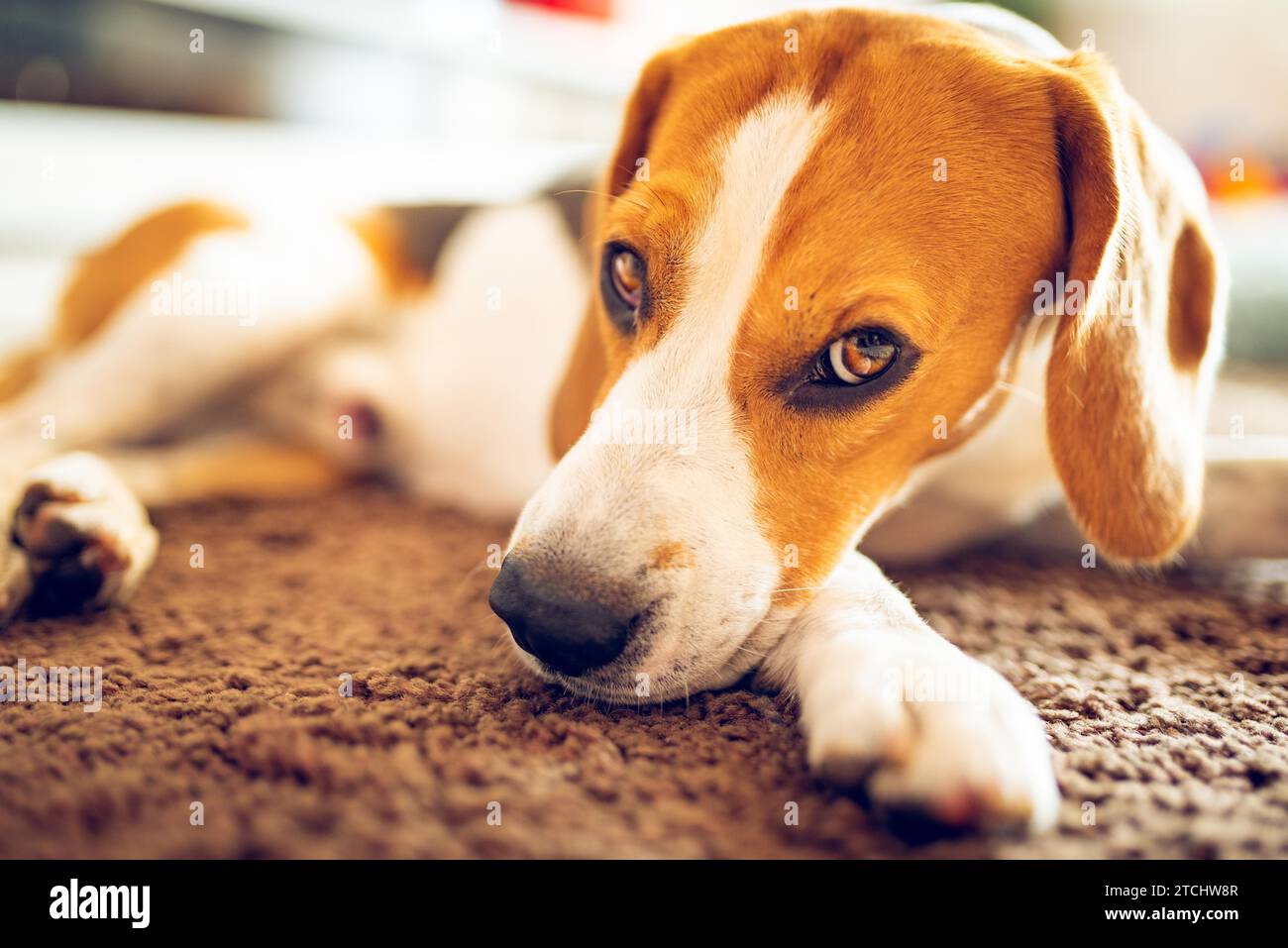 Hundebeagle brüten im Alter von 5 Jahren, der Rüde schläft auf dem ...