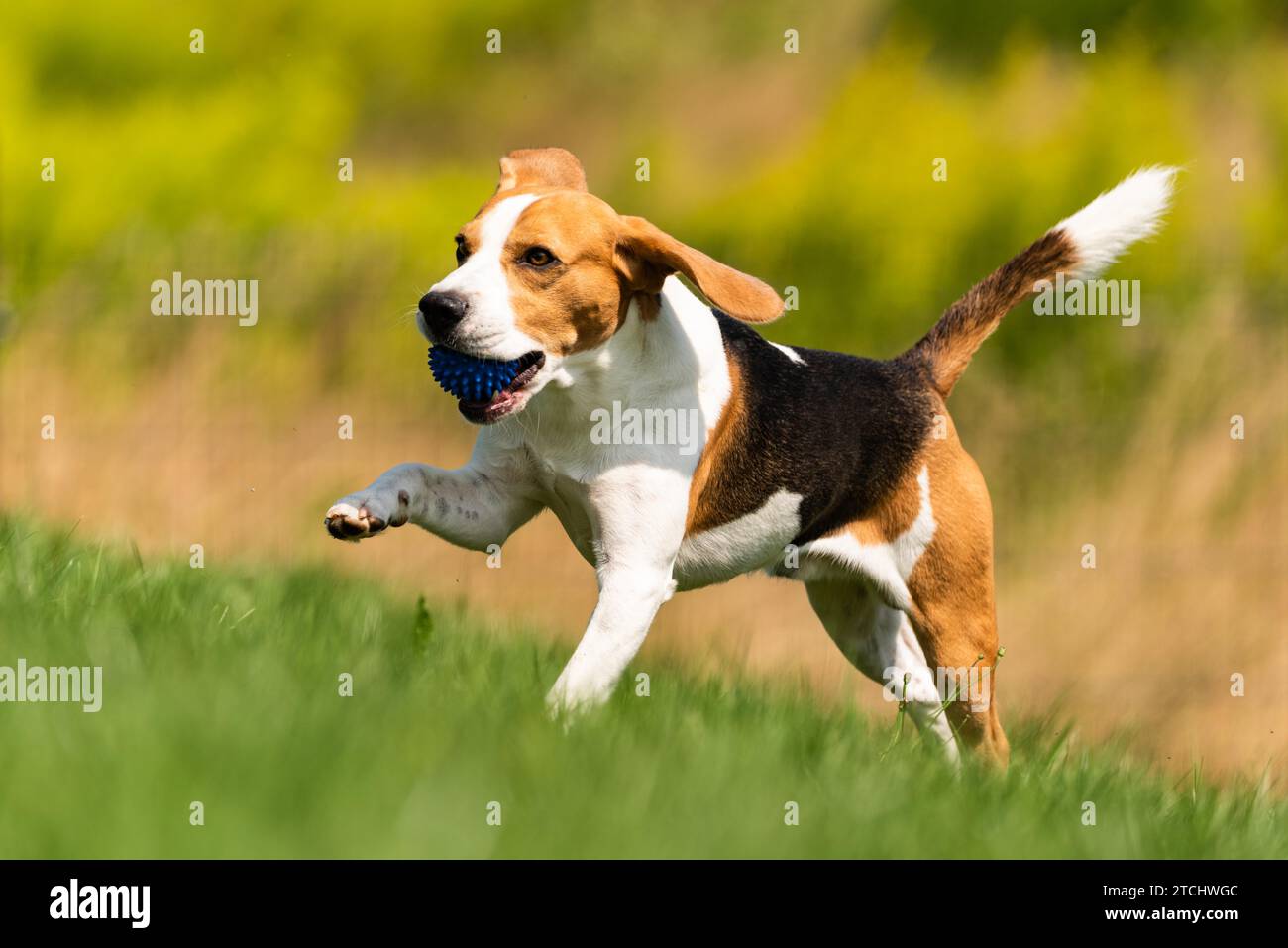 Durch die kugel gehen -Fotos und -Bildmaterial in hoher Auflösung – Alamy