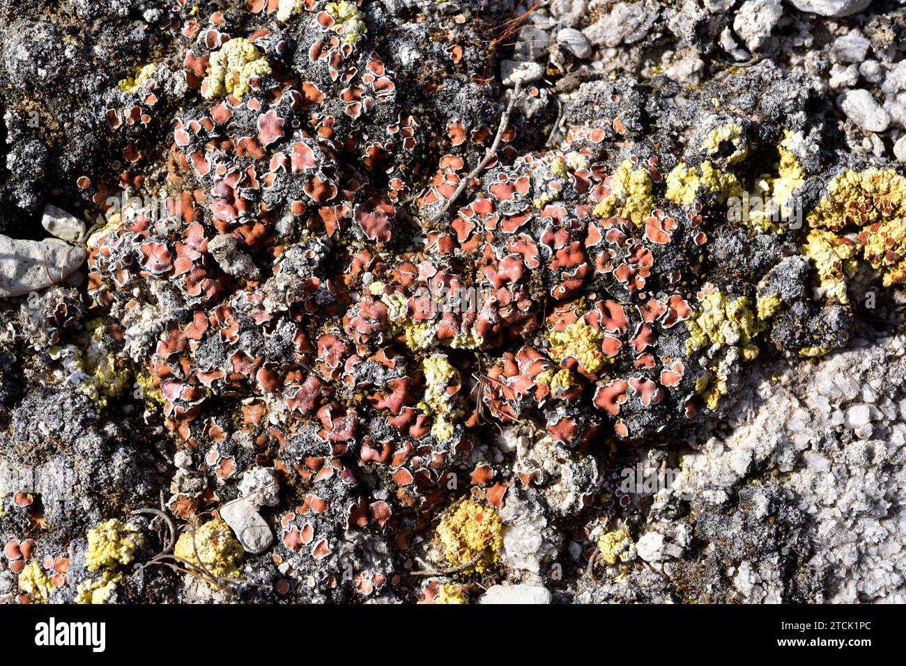 Psora decipiens squamulosebraune Flechte und Fulgensia fulgida, gelbe ...