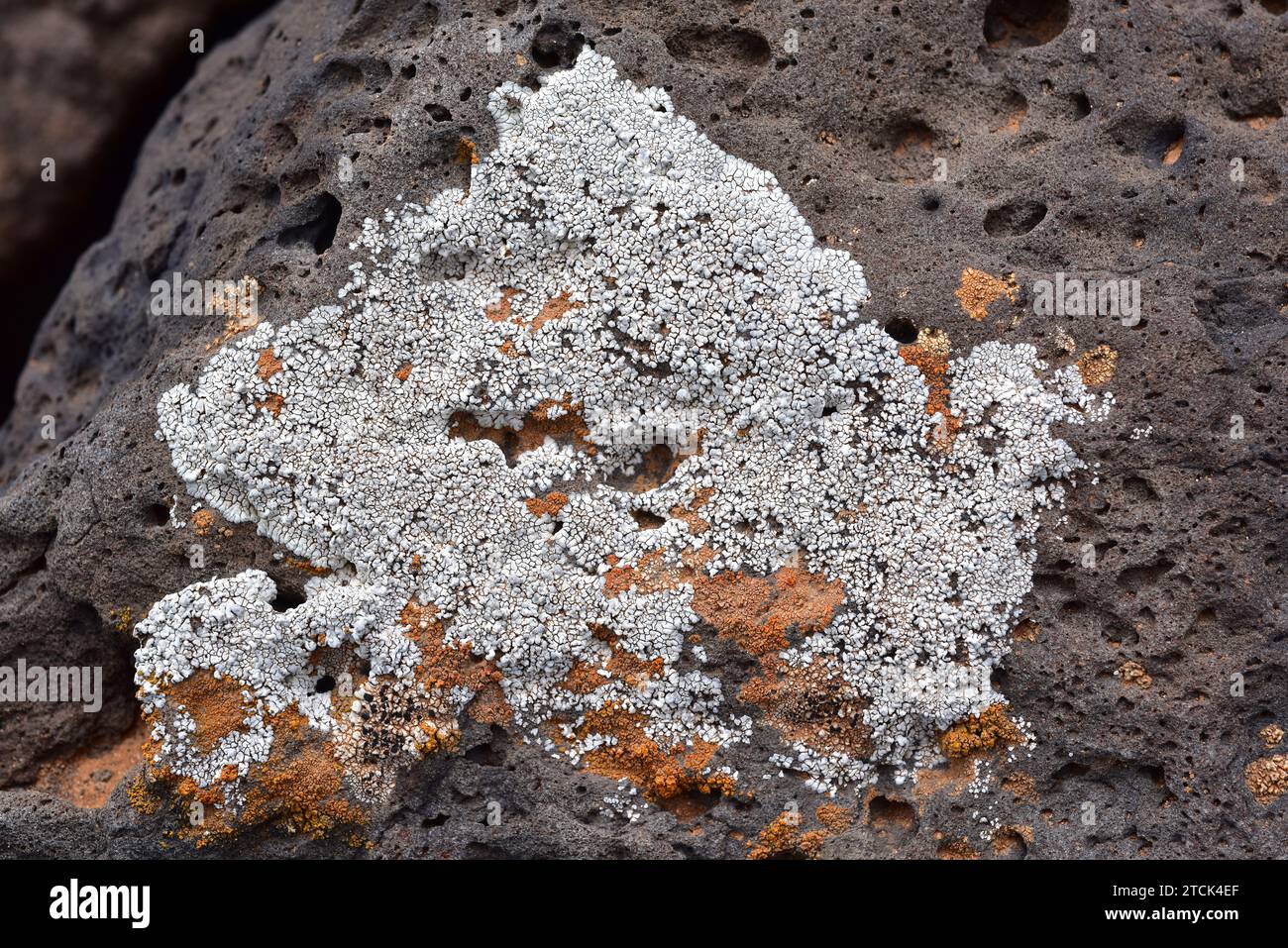 Toninia sedifolia -Fotos und -Bildmaterial in hoher Auflösung – Alamy