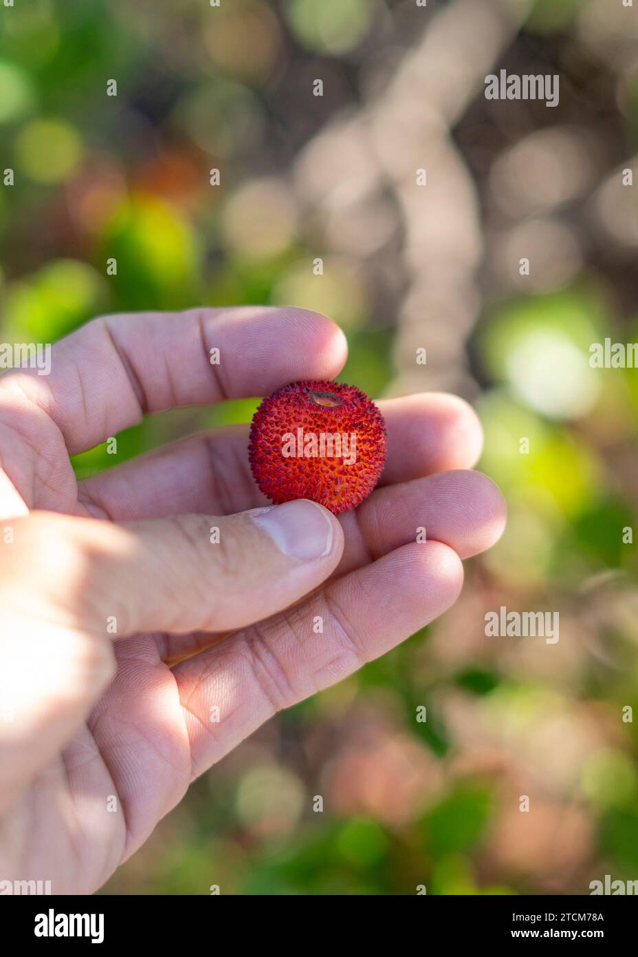 Arbutus knwon als Medronho in Portugal, das in den Ländern des ...