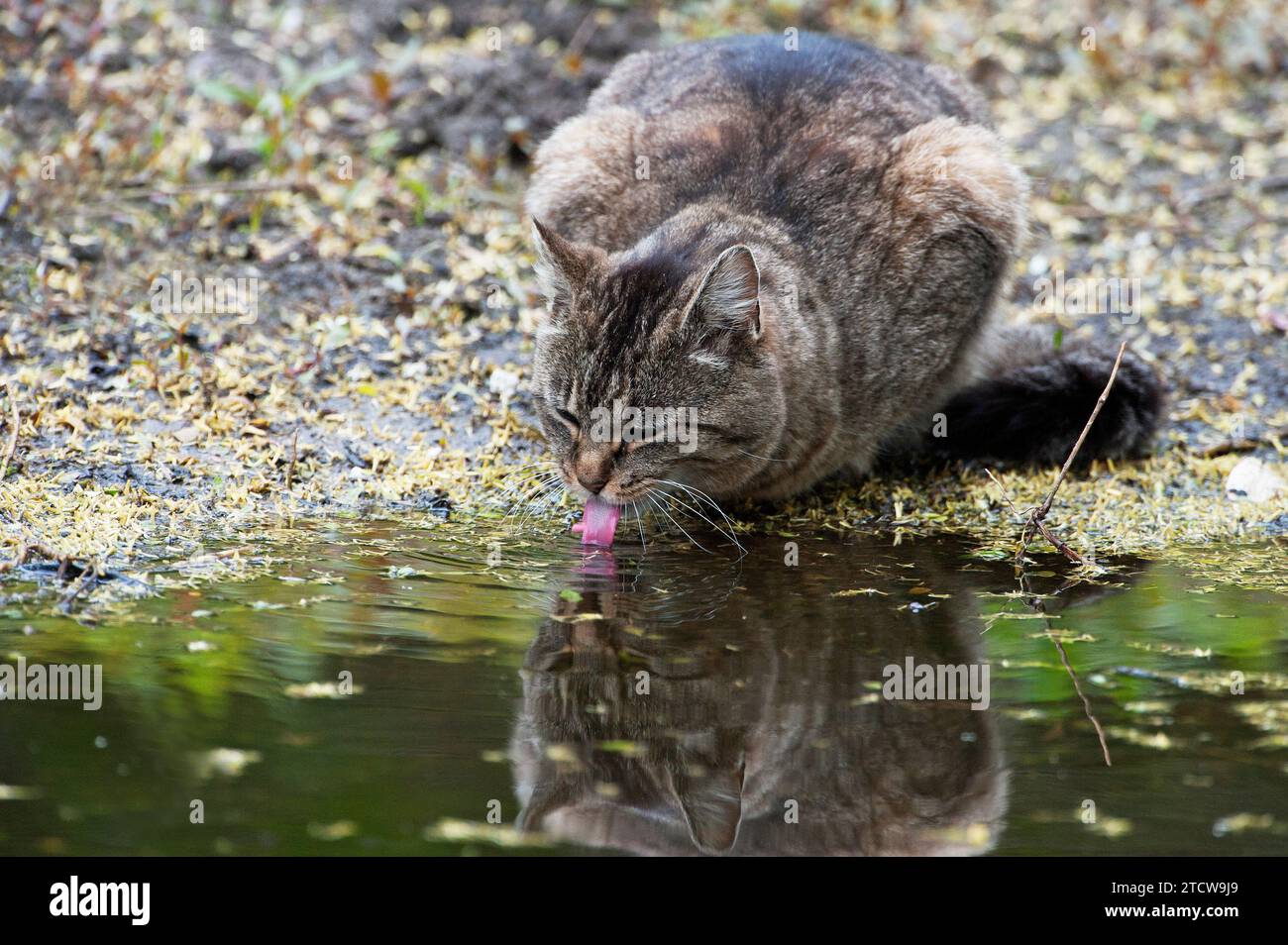 Feral animals -Fotos und -Bildmaterial in hoher Auflösung – Alamy