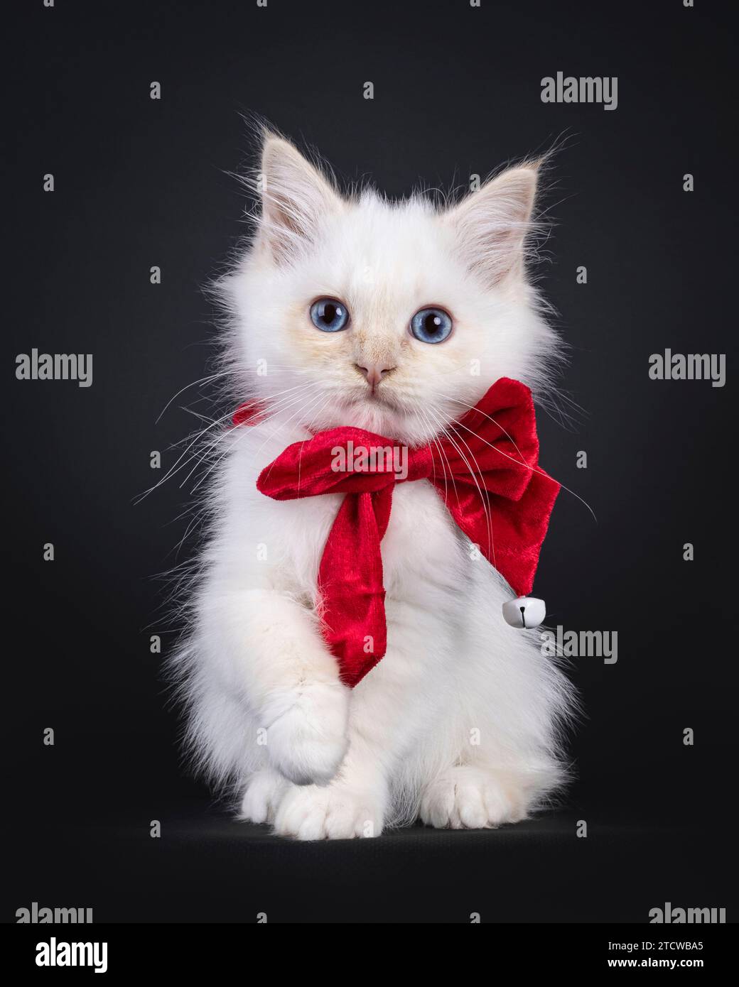 Red point birman kitten -Fotos und -Bildmaterial in hoher Auflösung – Alamy