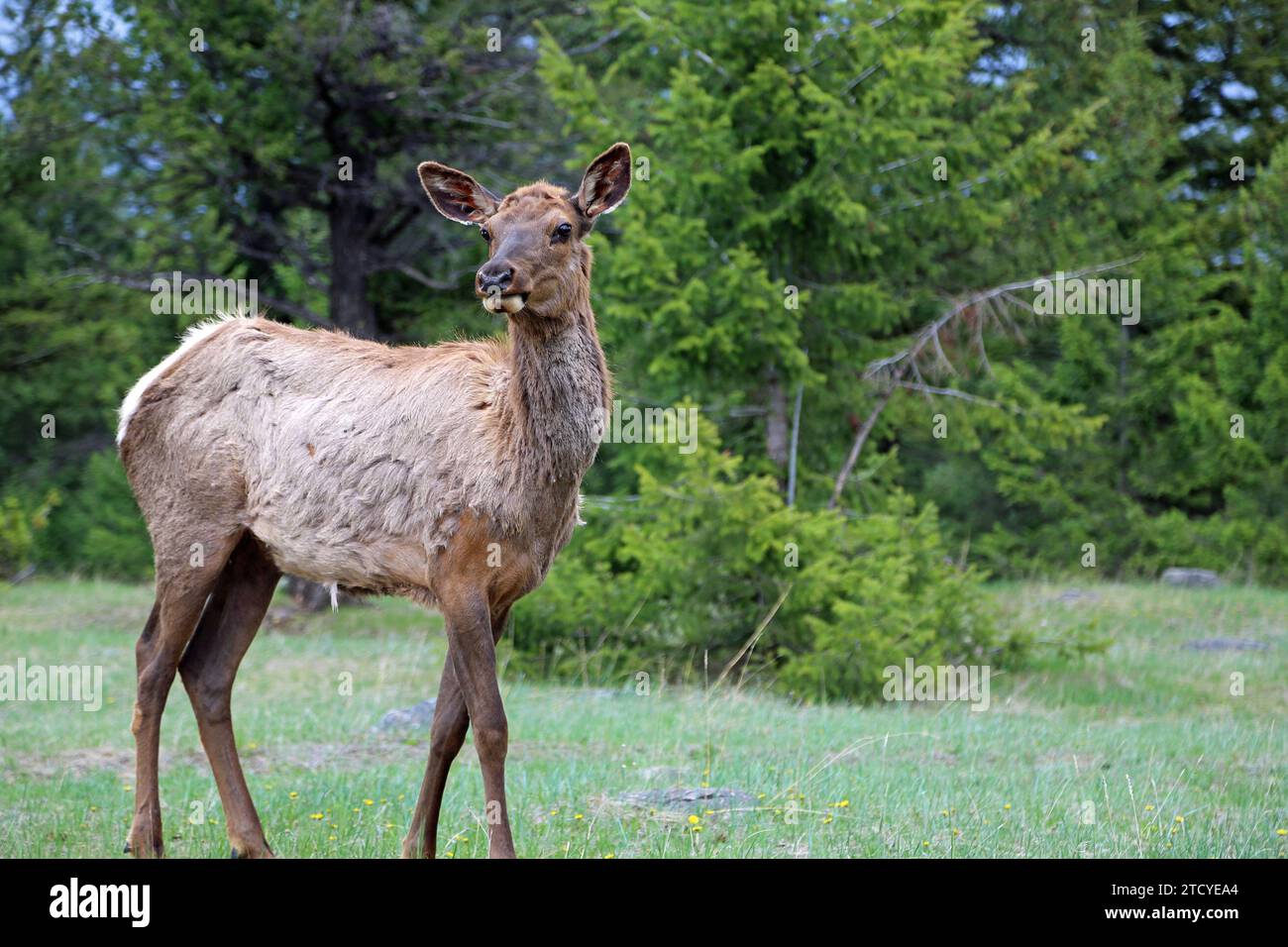 Female elk -Fotos und -Bildmaterial in hoher Auflösung – Alamy
