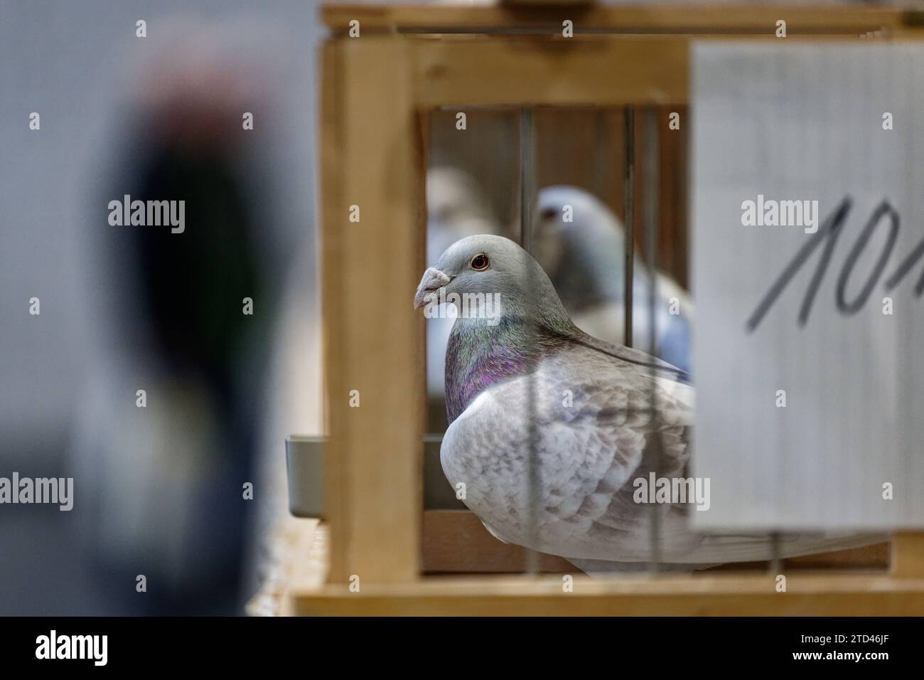 16. Dezember 2023, Nordrhein-Westfalen, Dortmund: Brieftauben sitzen in ...