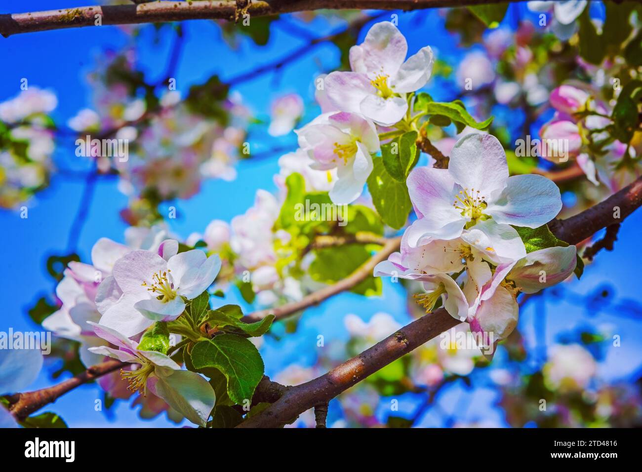 Instagram blumen -Fotos und -Bildmaterial in hoher Auflösung – Alamy