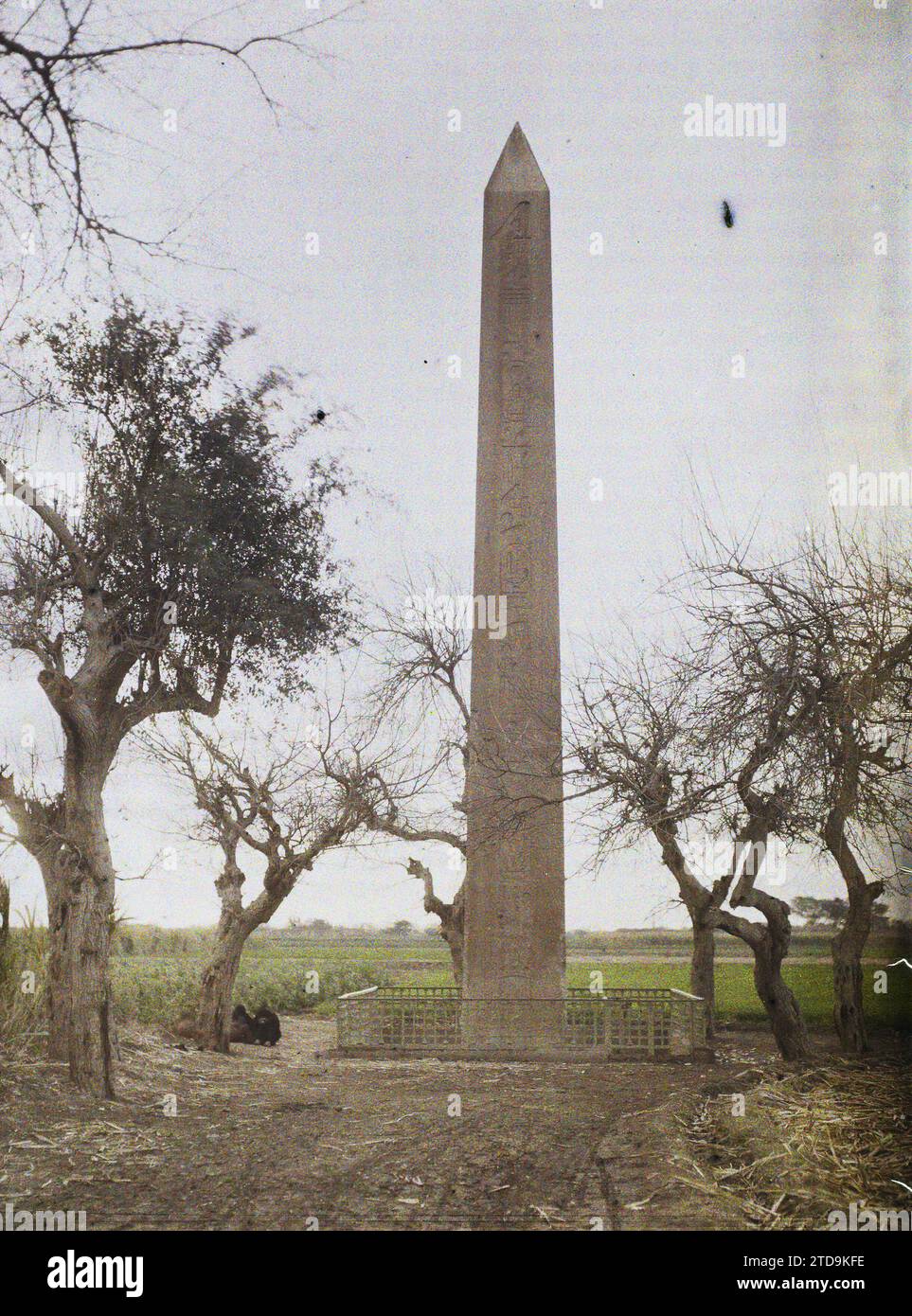 Umgebung von Kairo, Ägypten, Afrika Obelisk von Heliopolis, Habitat ...