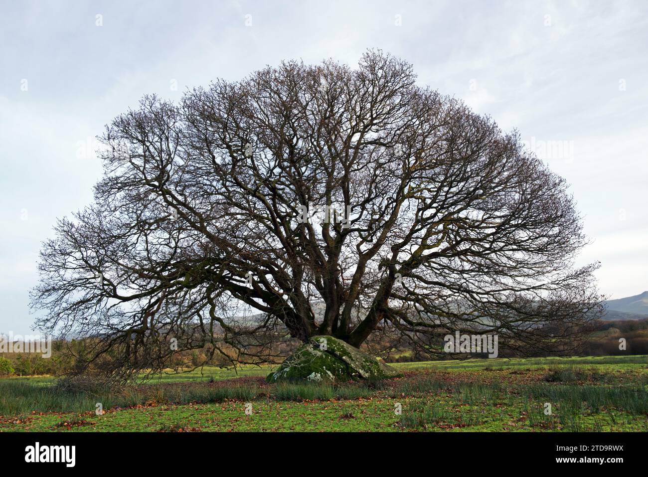 Diese alte Eiche, die direkt aus Granit zu wachsen scheint, befindet ...