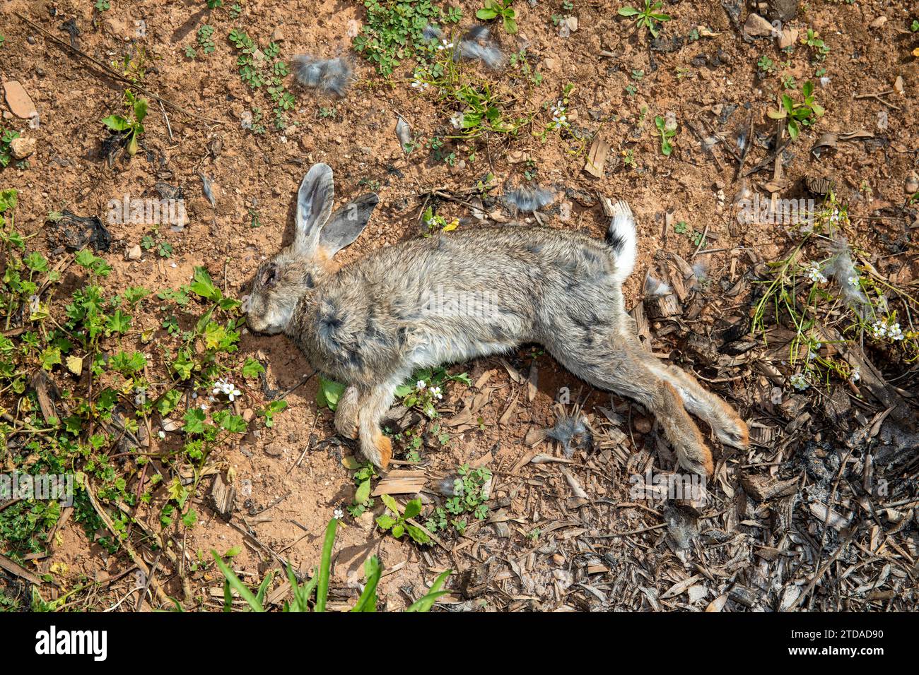 Verstorbener hase -Fotos und -Bildmaterial in hoher Auflösung – Alamy