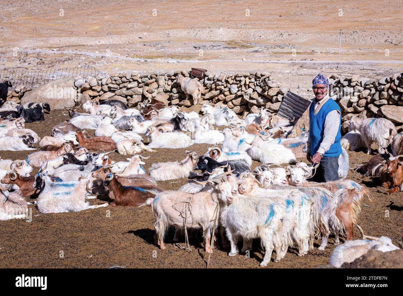 Changpa tribe -Fotos und -Bildmaterial in hoher Auflösung – Alamy