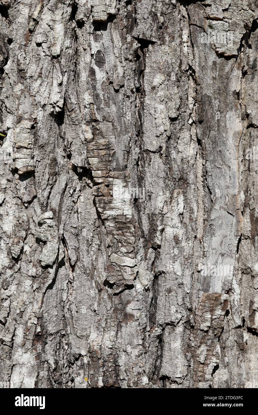 Walnuss, Walnuß, Rinde, Borke, Stamm, Wal-Nuss, Wal-Nuß, Juglans regia ...