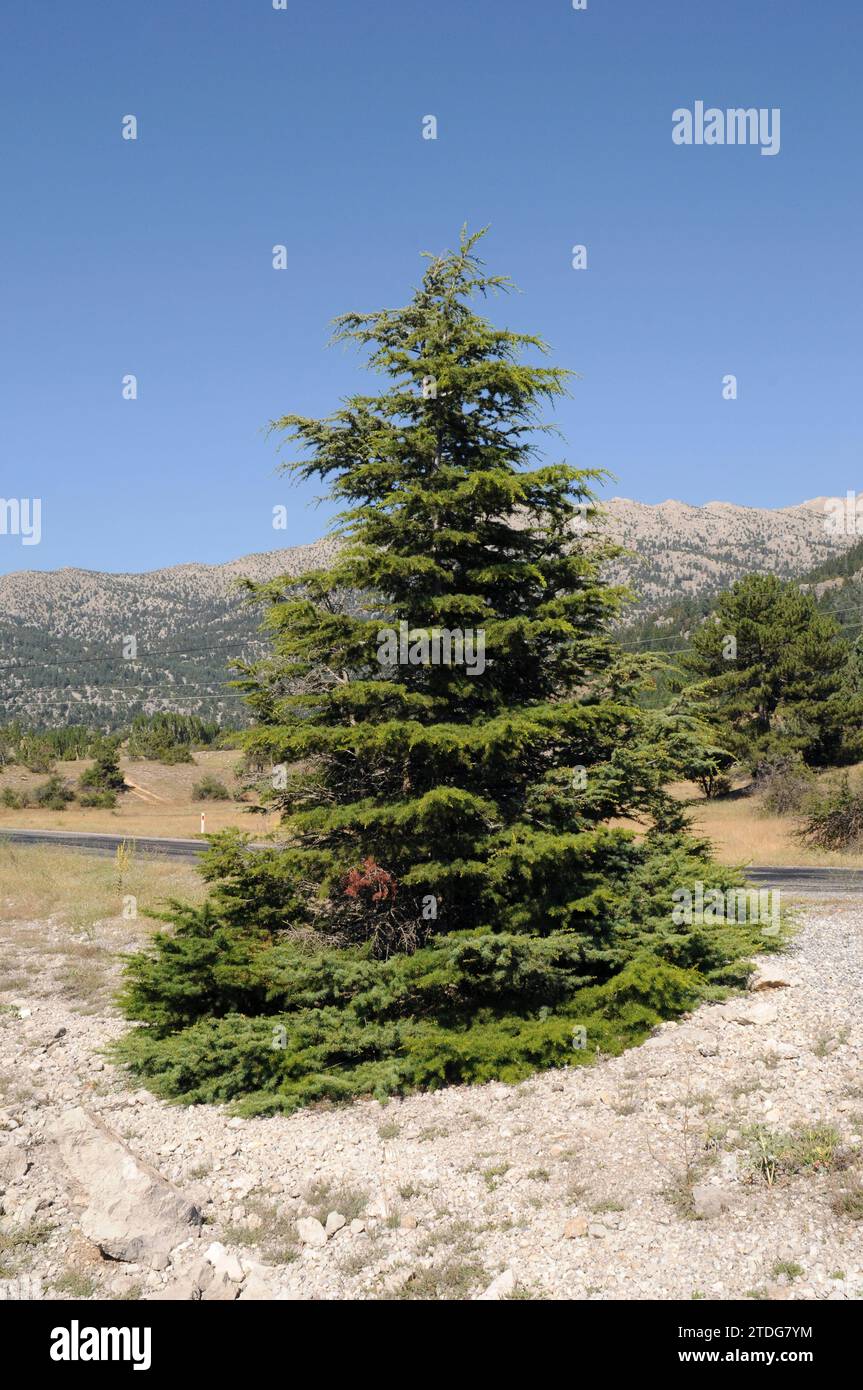 Kaukasische Tanne (Abies nordmanniana) ist ein Nadelbaum, der im ...