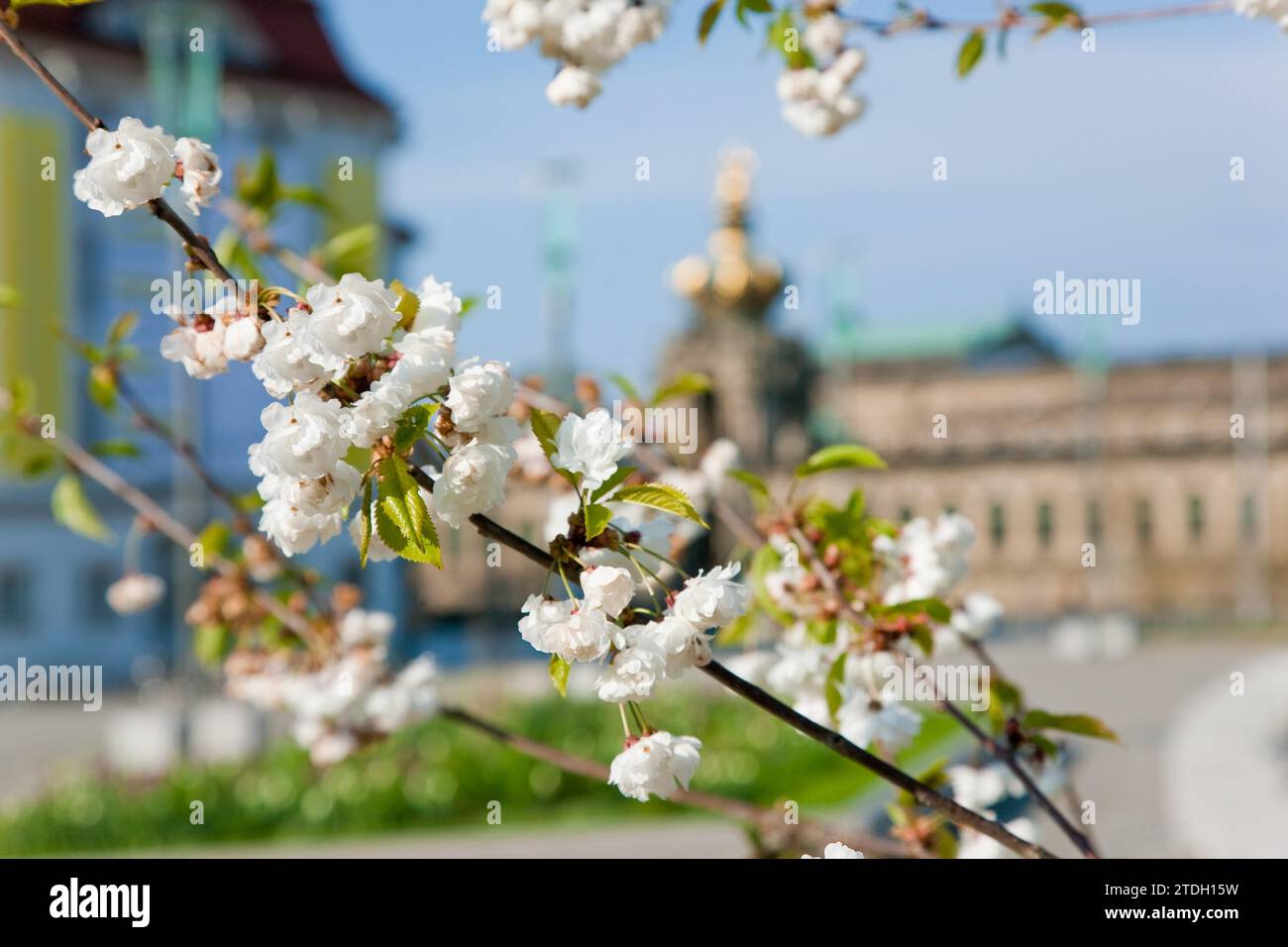 Dank der Begrünung des Dresdner Postplatzes, die durch öffentliche ...