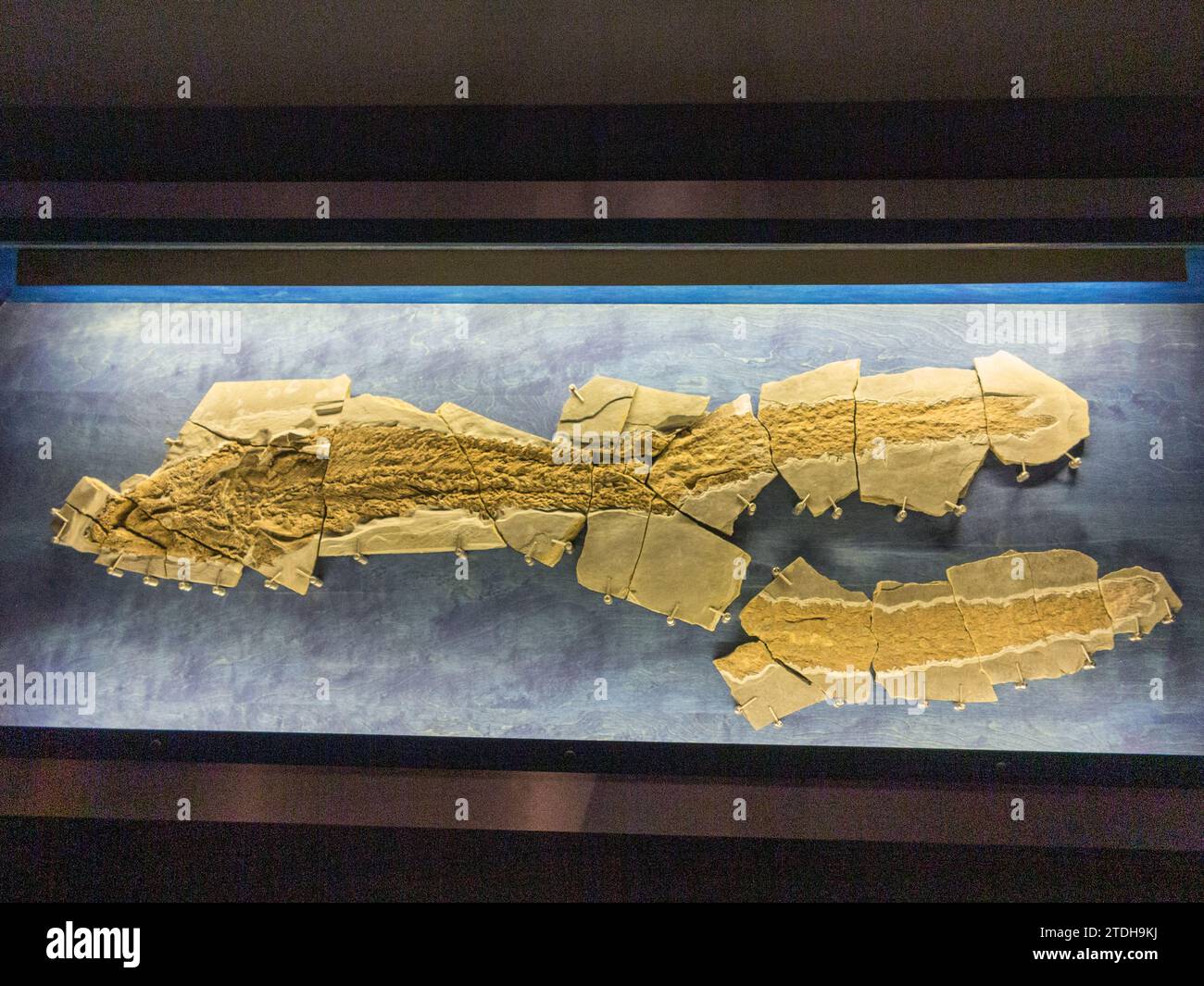 Fossil von Elpistostege watsoni, einem einzigartigen Fisch der Welt, im ...