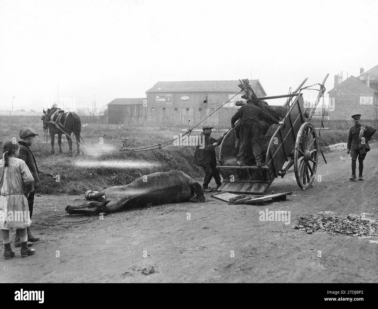 01/31/1915. In Belgien. Belgische Bauern sammeln die Pferde, die in den ...