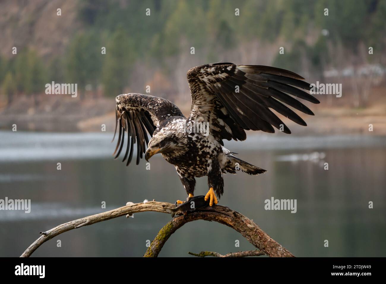 Coeur d' Alene, Idaho, USA. 17. Dezember 2023. Der meistfotografierte ...