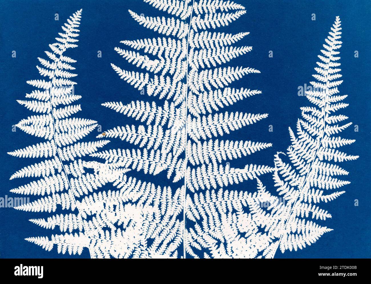 Hay scented ferns -Fotos und -Bildmaterial in hoher Auflösung – Alamy