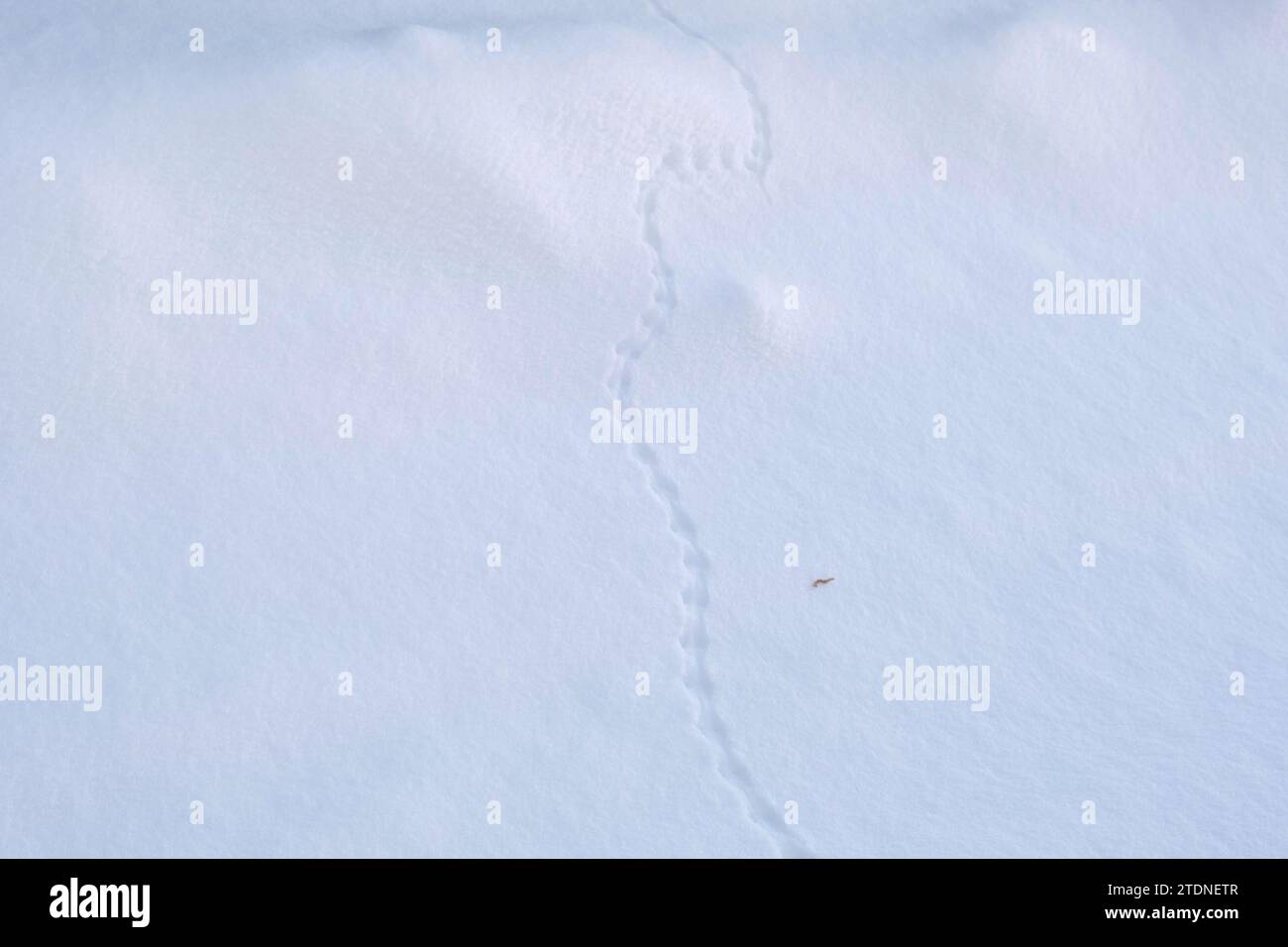 Spuren von Mäusen, einer kleinen Bestie im Schnee. Feldmaus Fußabdrücke ...