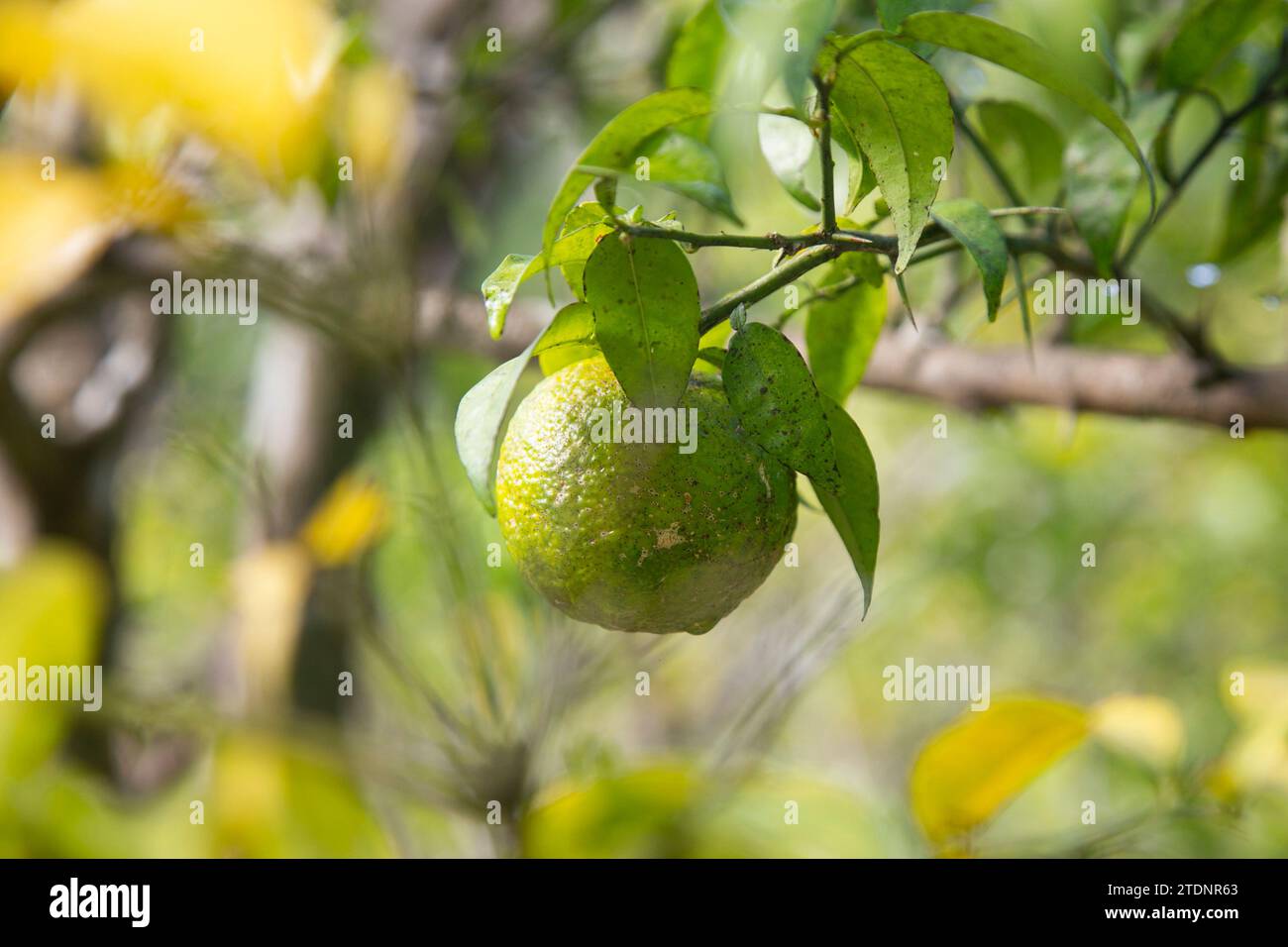 Grüne und gelbe Yuzu-Frucht in Japan. Yuzu oder Citrus Ichangensis ist ... Grüne und gelbe Yuzu-Frucht in Japan. Yuzu oder Citrus Ichangensis ist ...