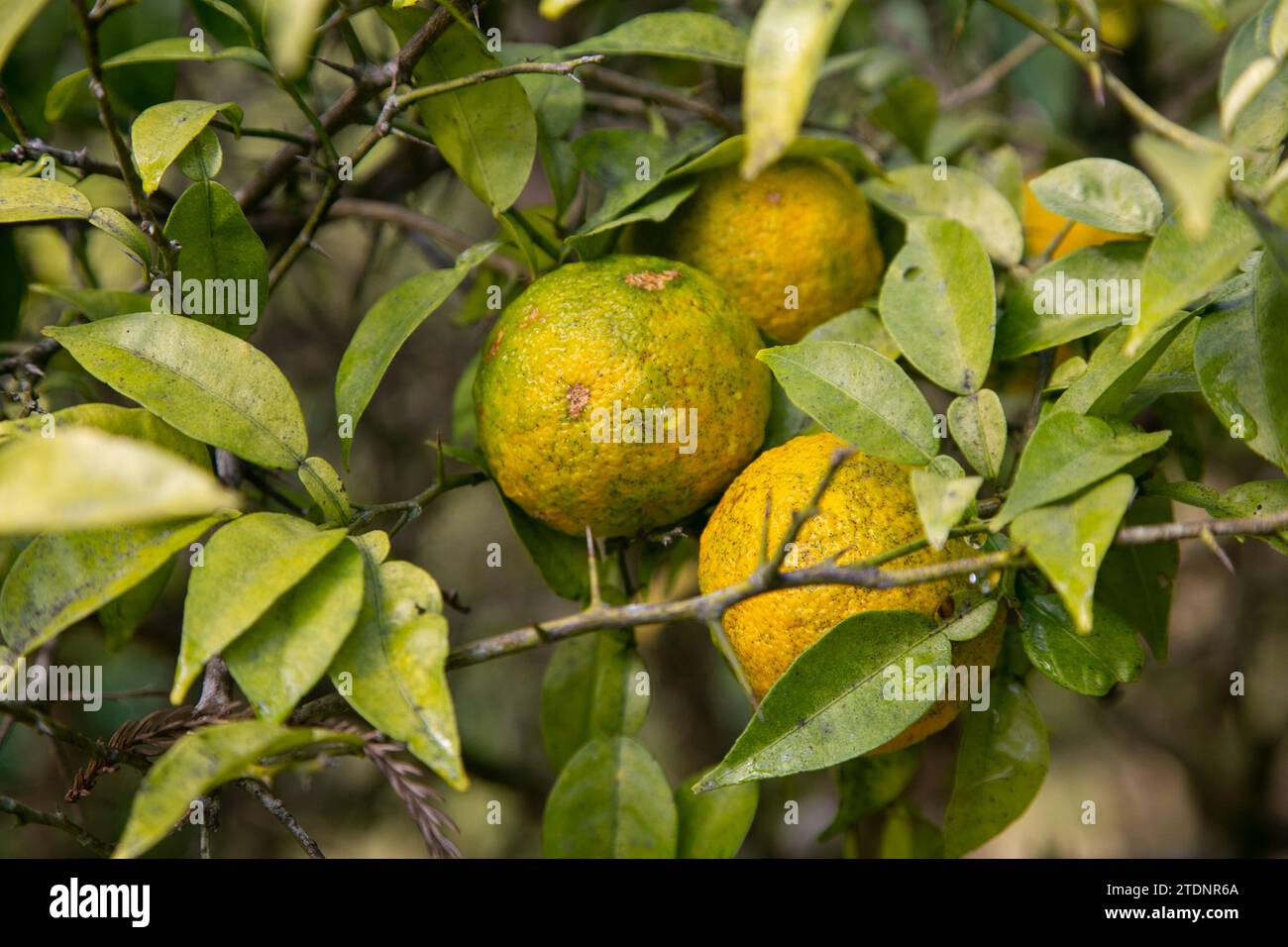 Grüne und gelbe Yuzu-Frucht in Japan. Yuzu oder Citrus Ichangensis ist ... Grüne und gelbe Yuzu-Frucht in Japan. Yuzu oder Citrus Ichangensis ist ...