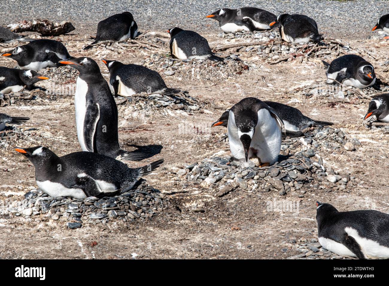 Pinguine sind im Beagle Channel zu sehen. Die schönen Pinguine kommen ...