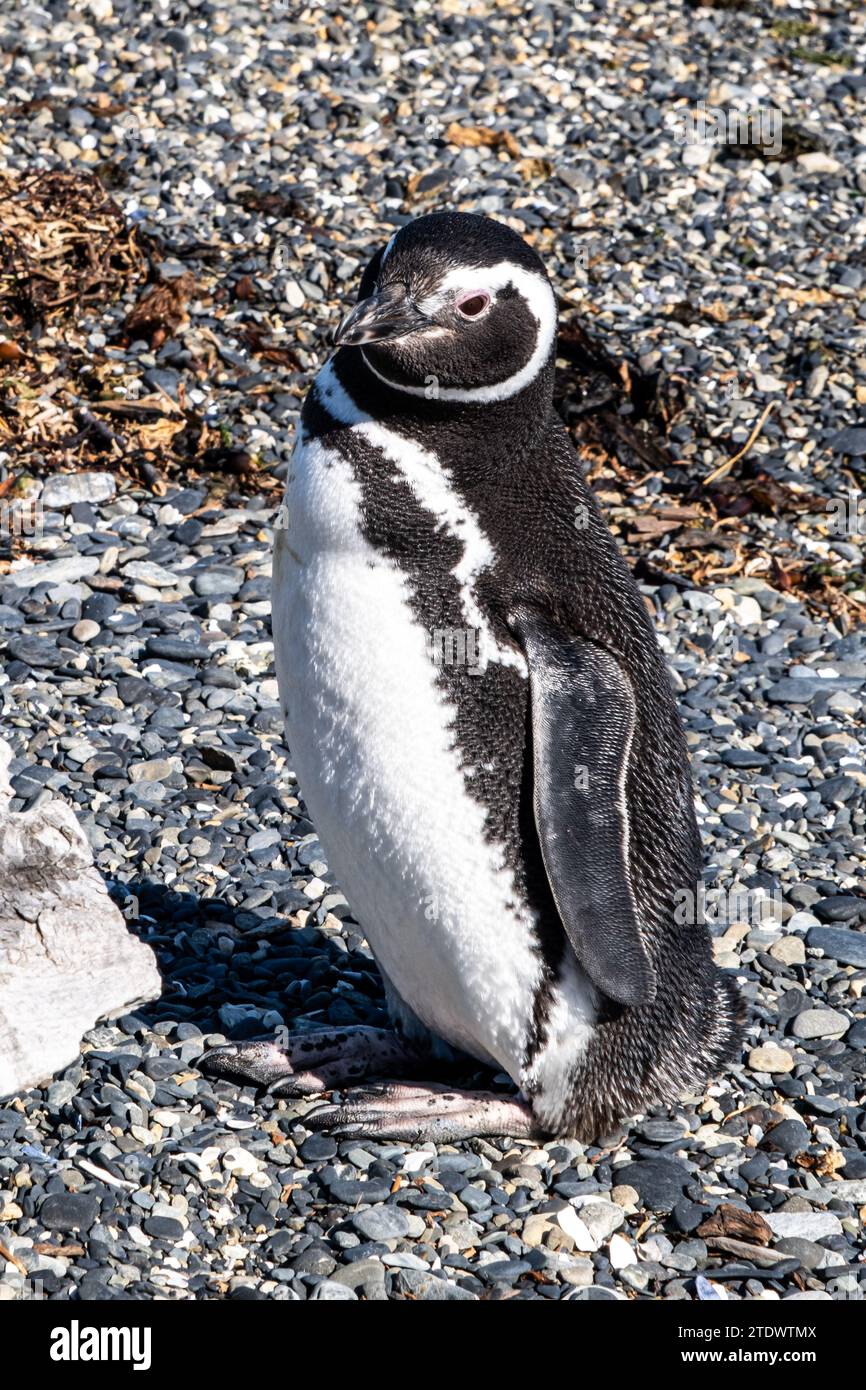 Pinguine sind im Beagle Channel zu sehen. Die schönen Pinguine kommen ...