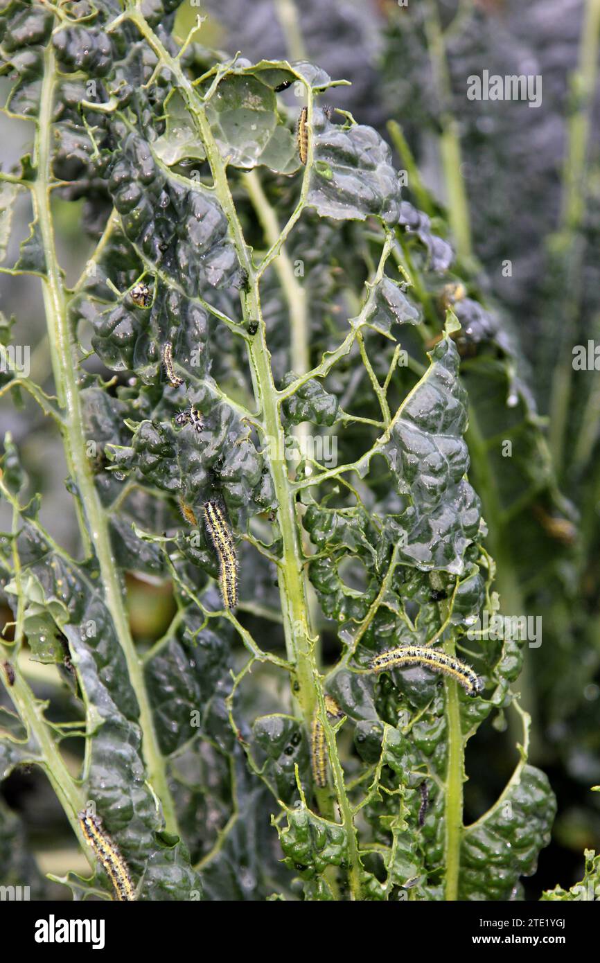 Caterpillar damage -Fotos und -Bildmaterial in hoher Auflösung – Alamy