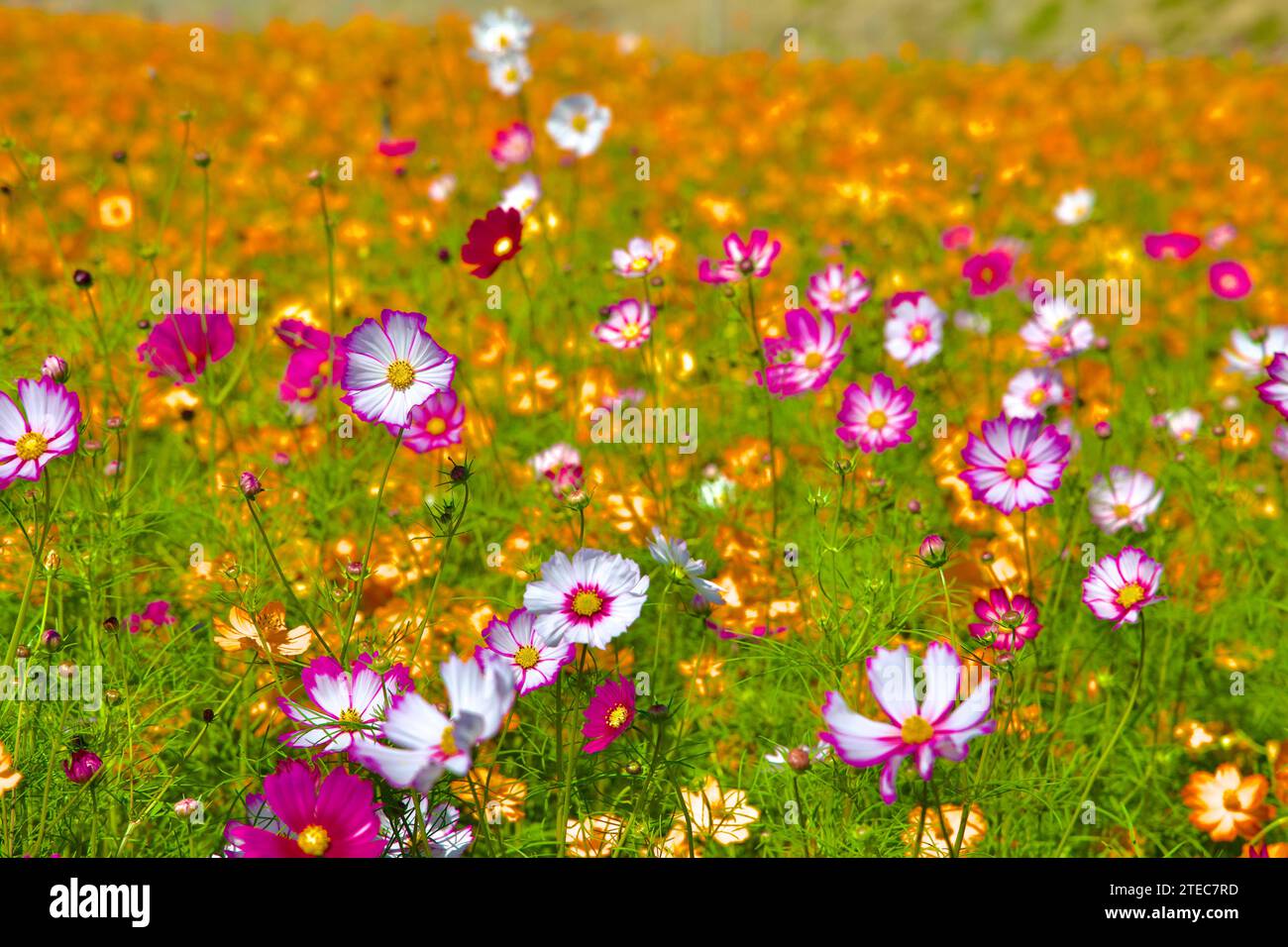 Guri han flusspark -Fotos und -Bildmaterial in hoher Auflösung – Alamy