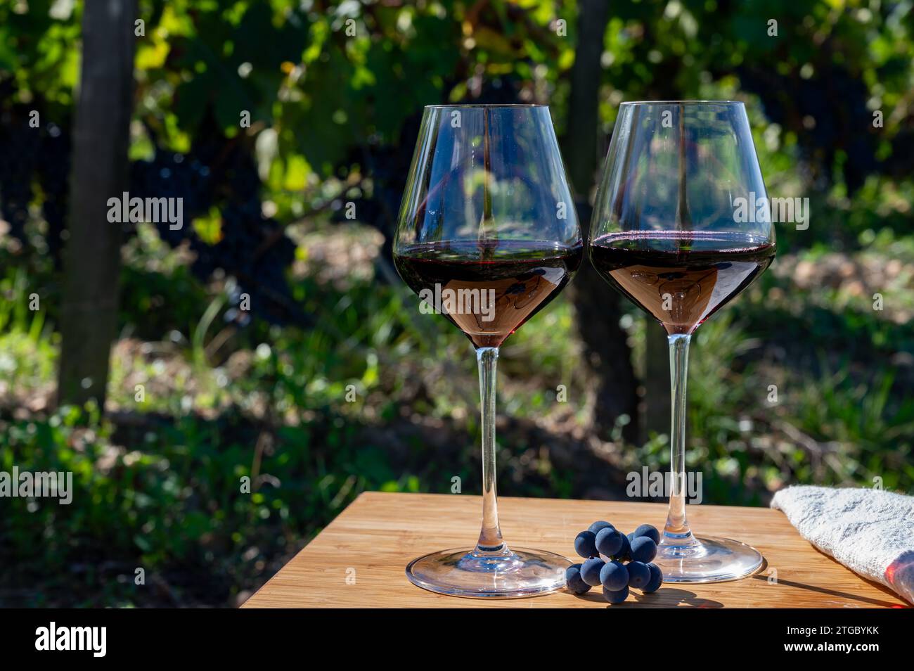 Verkostung von Rotwein Bordeaux, Merlot oder Cabernet Sauvignon Rotwein ...