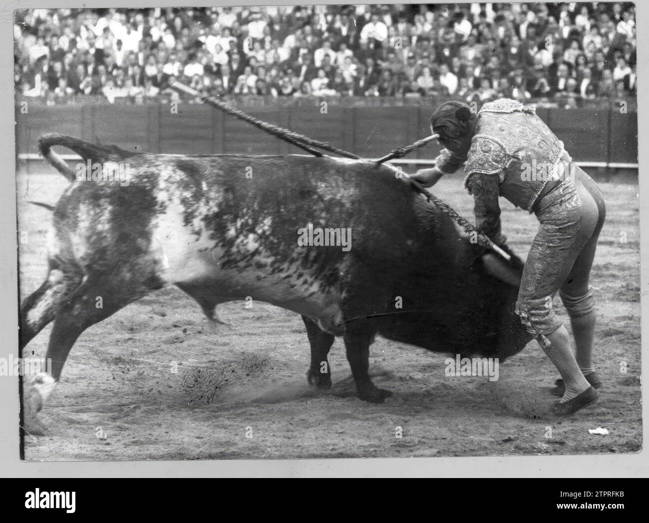 Sevilla, April 1959. Rafael Ortega im Ausfallschritt des Stiers ...