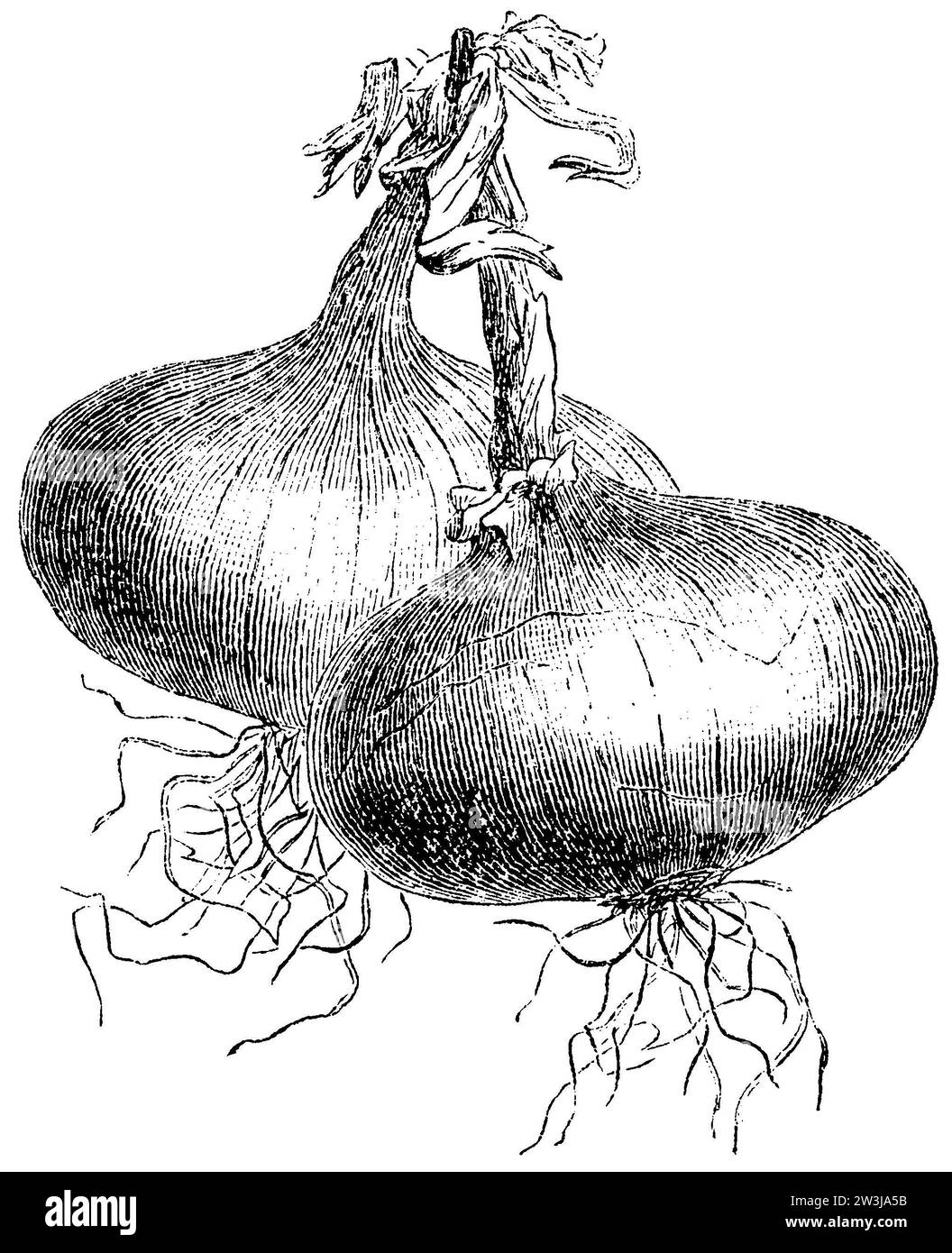 Oignon rouge -Fotos und -Bildmaterial in hoher Auflösung – Alamy