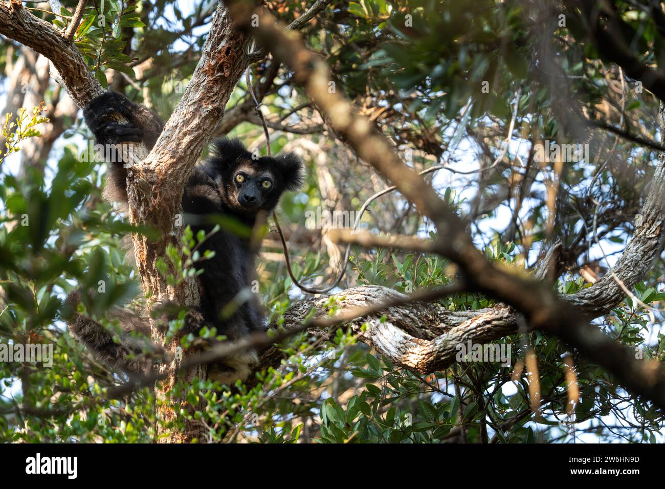 Exotische primaten -Fotos und -Bildmaterial in hoher Auflösung – Alamy