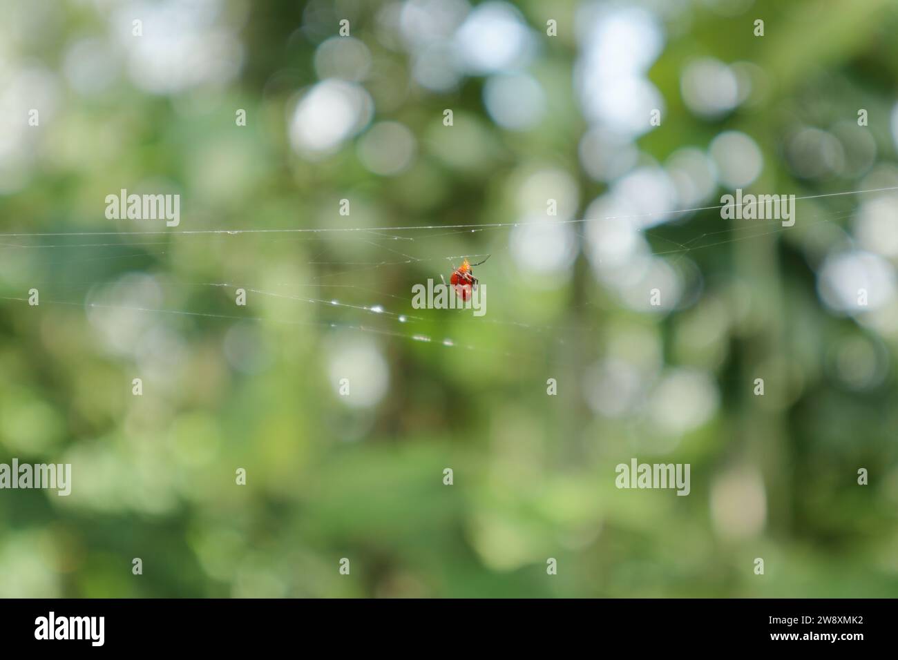 Rote silberne spinne -Fotos und -Bildmaterial in hoher Auflösung – Alamy