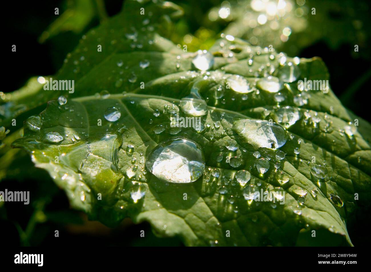 Tautröpfchen Tauen ist ein nebelnder Niederschlag von flüssigem Wasser ...