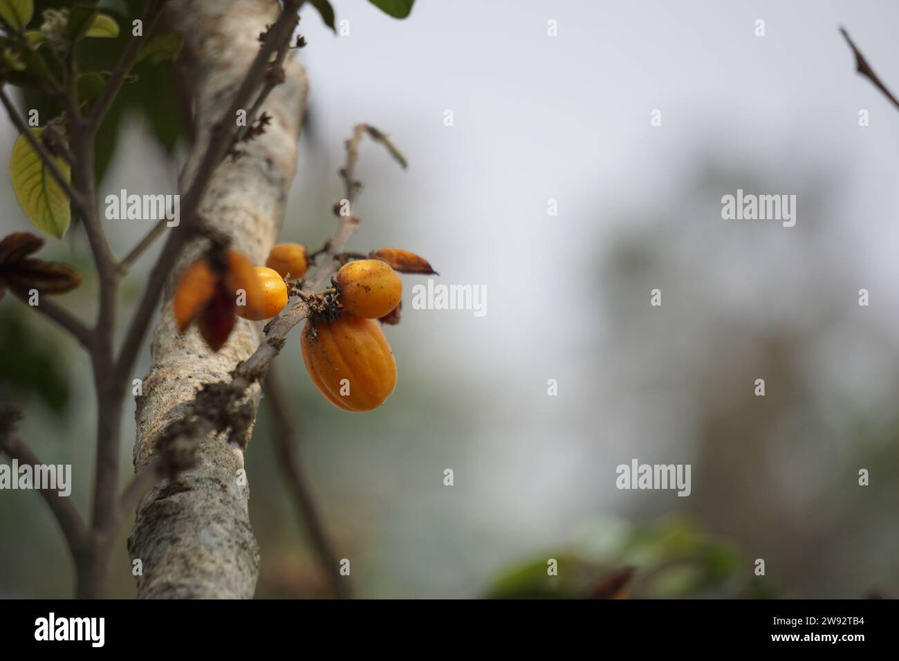 Die Frucht von Casearia velutina (Gossypiospermum, Synandrina) Er ist ...