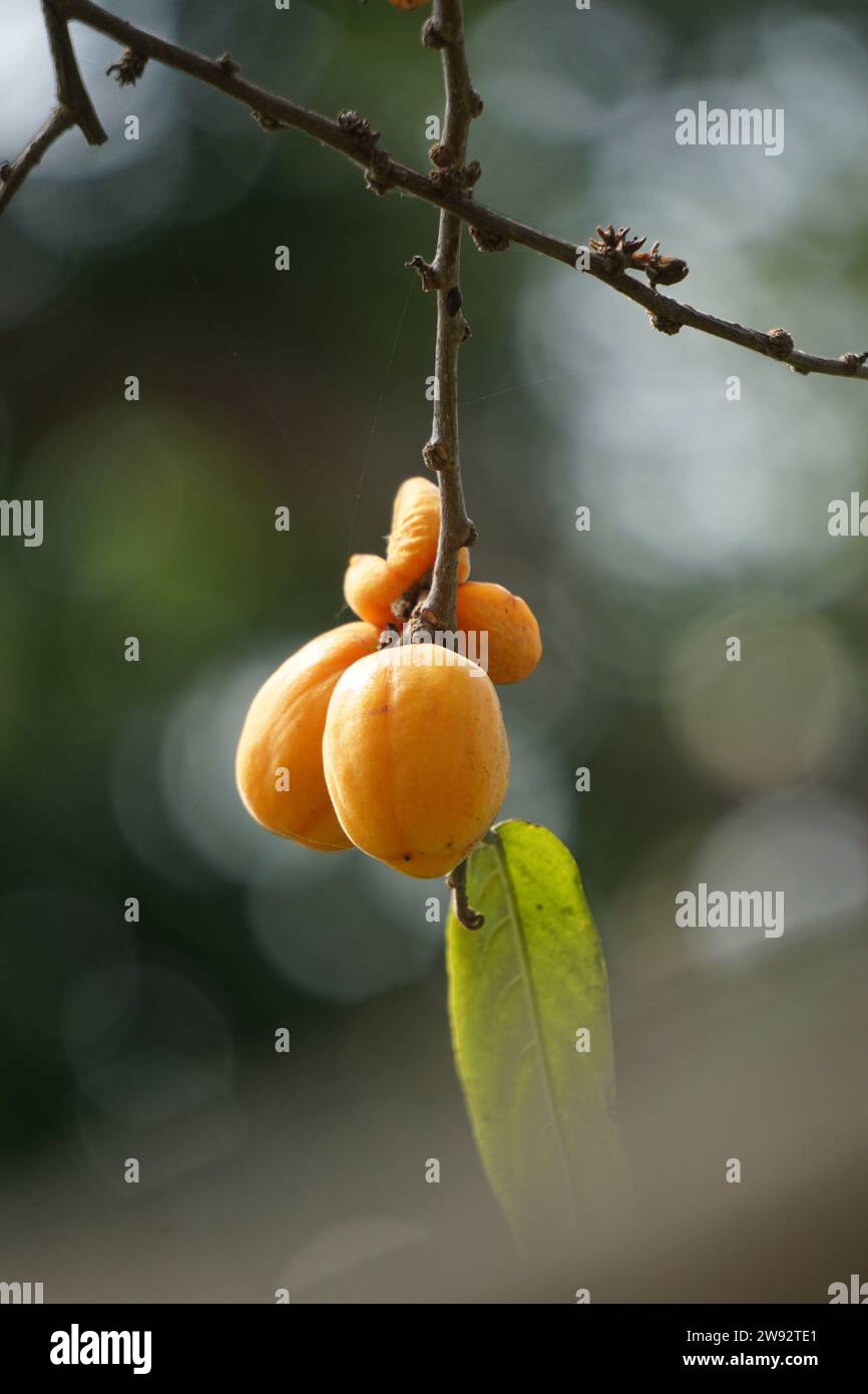 Die Frucht von Casearia velutina (Gossypiospermum, Synandrina) Er ist ...