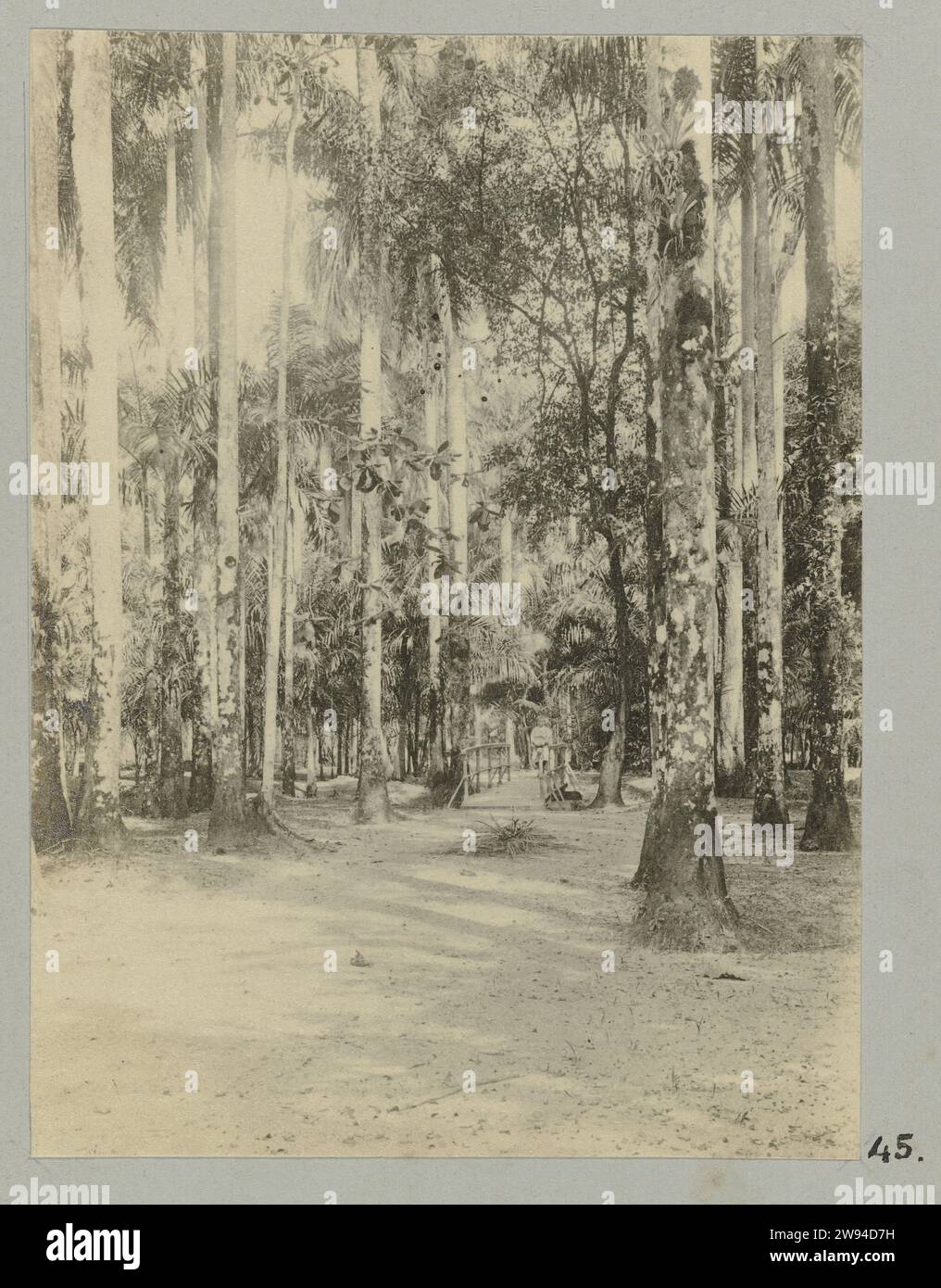 Palmentuin, Paramaribo, 1903 – 1910 Fotografieren Sie hohe Bäume im ...