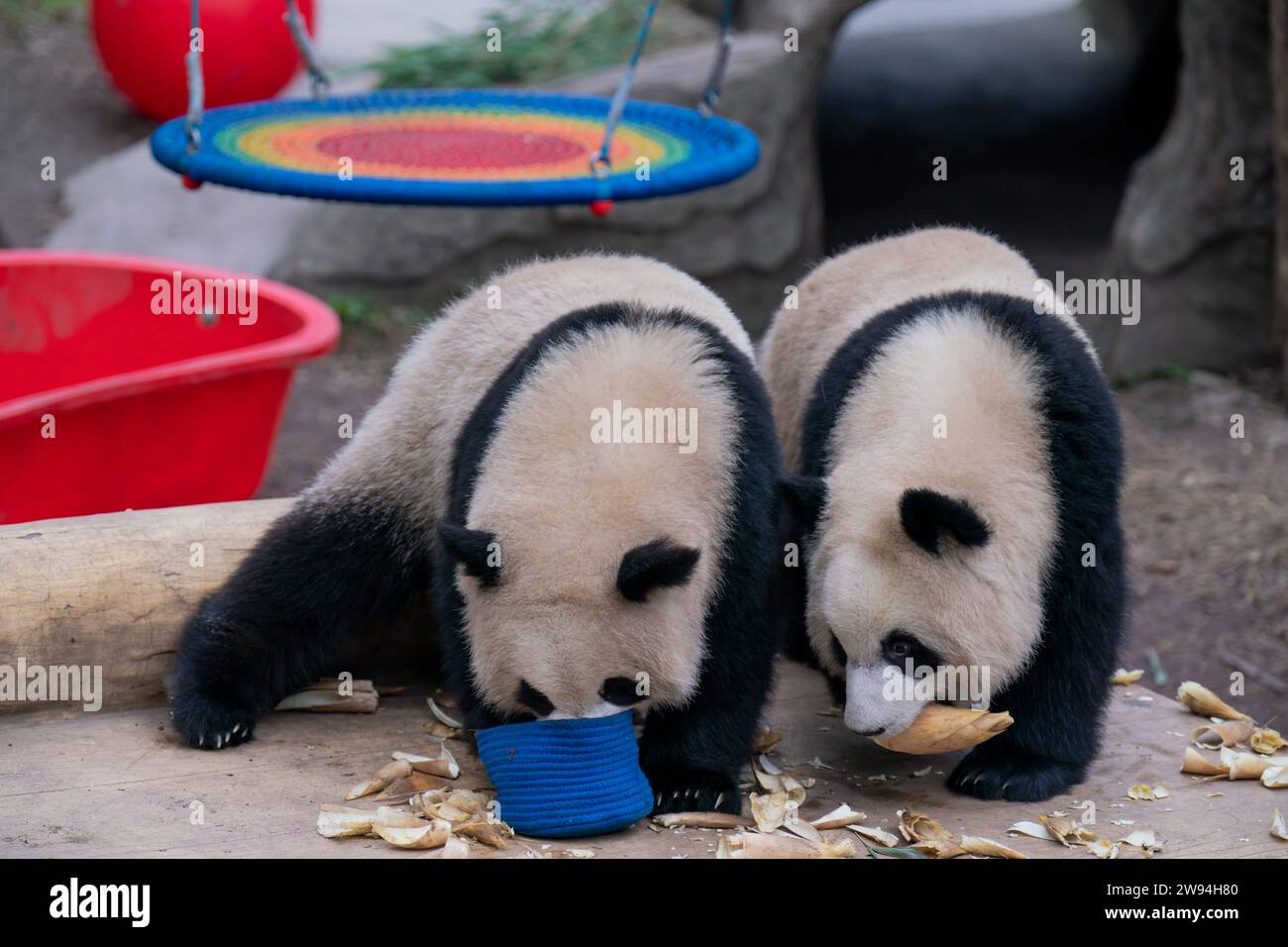 CHONGQING, CHINA - 23. DEZEMBER 2023 - zwei riesige Pandas essen im ...