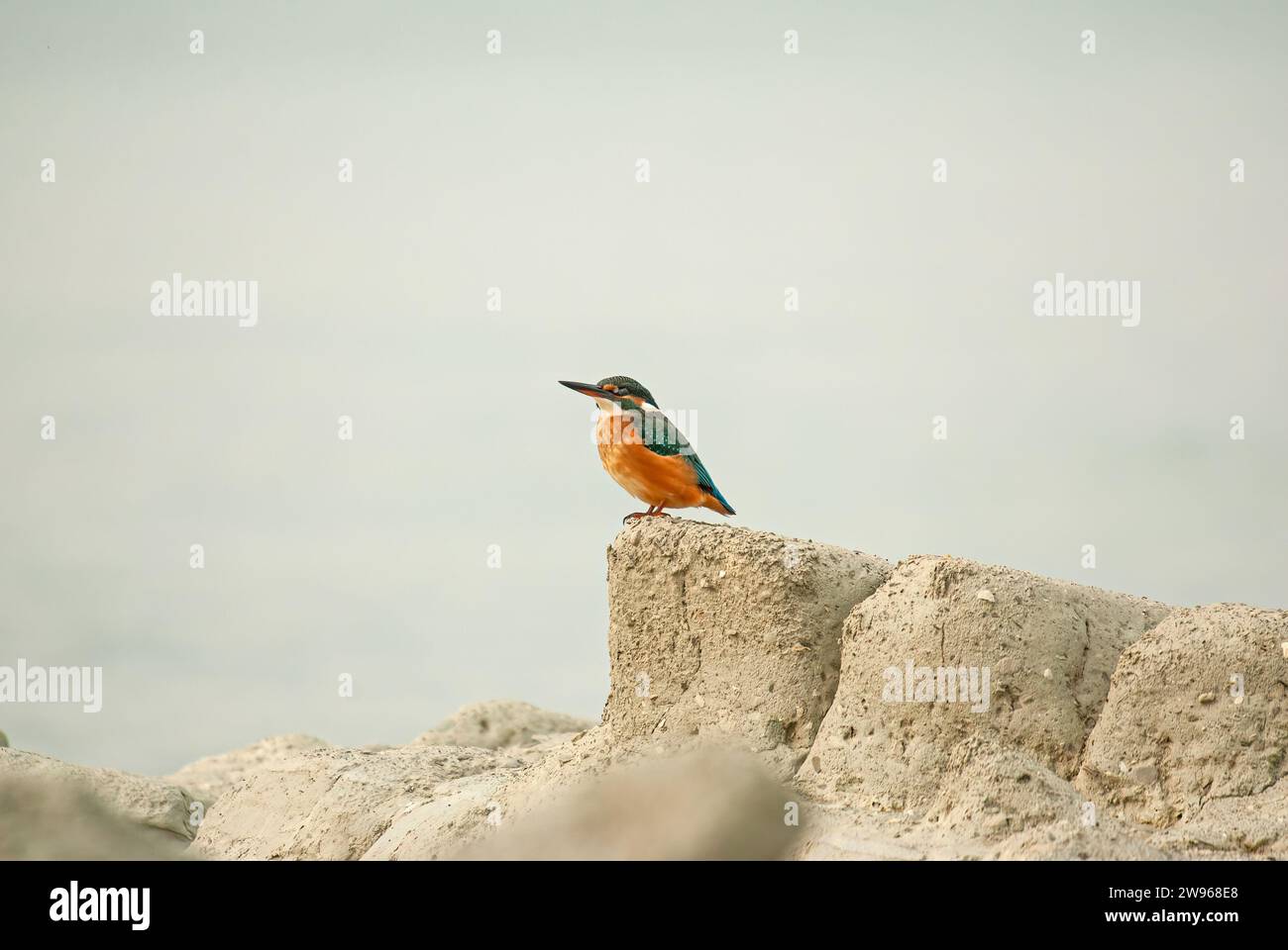Alcedo atthis eisvogel nest -Fotos und -Bildmaterial in hoher Auflösung ...