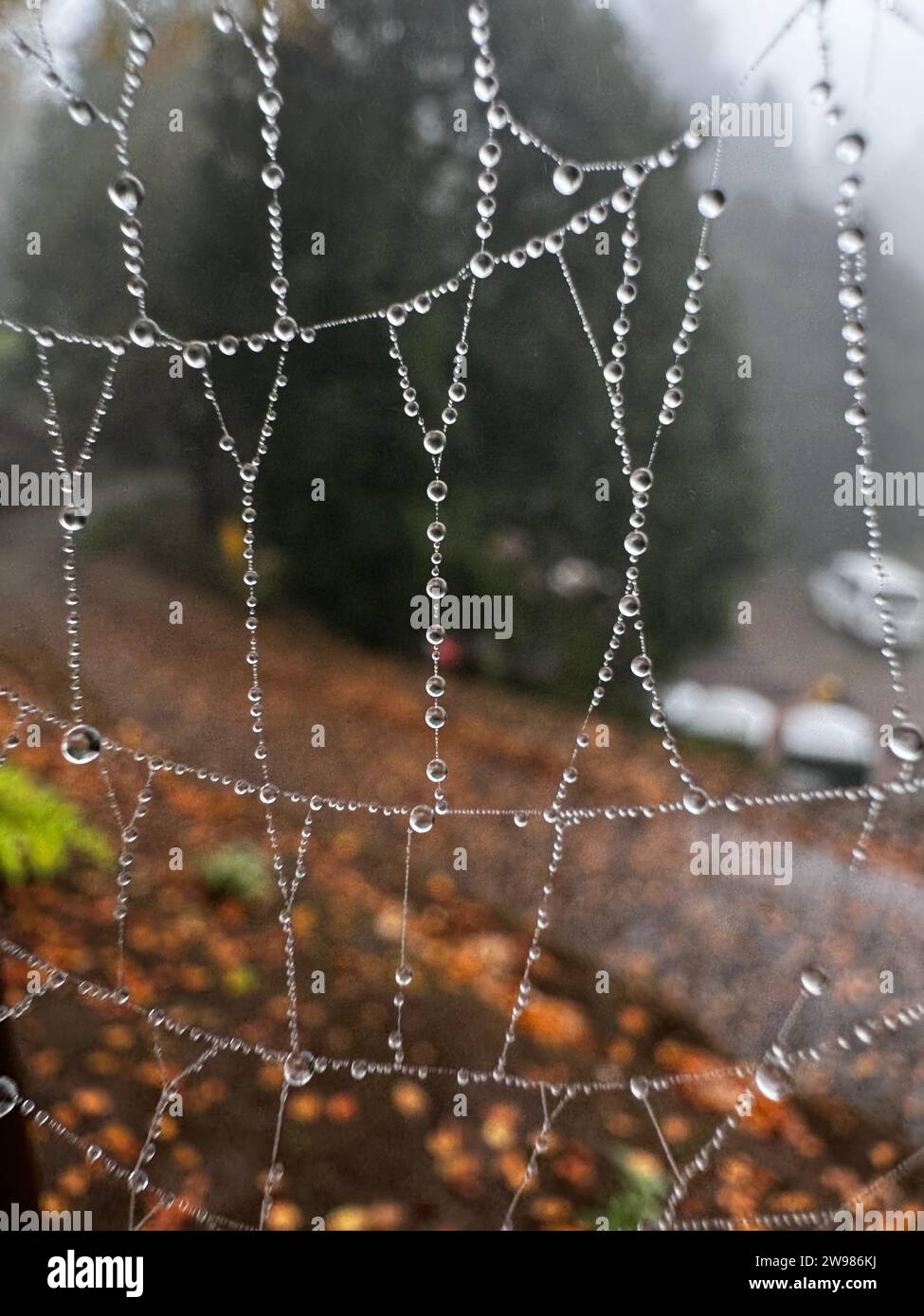 Regentropfen auf einem spinnennetz -Fotos und -Bildmaterial in hoher ...