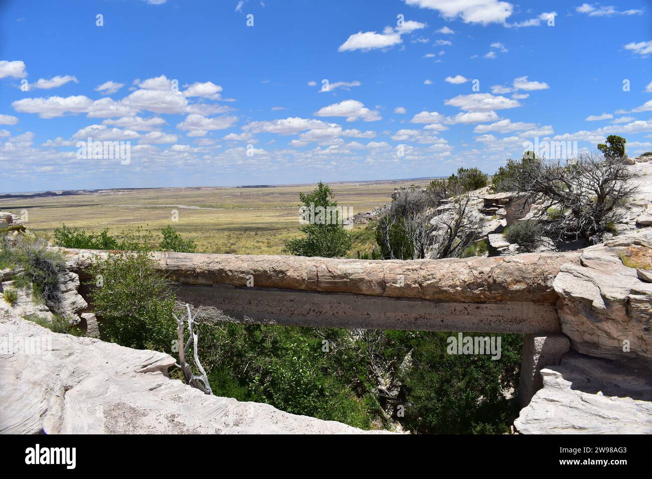 Die Agate Bridge, ein 110 Fuß langer versteinerter Holzstamm, der über ...