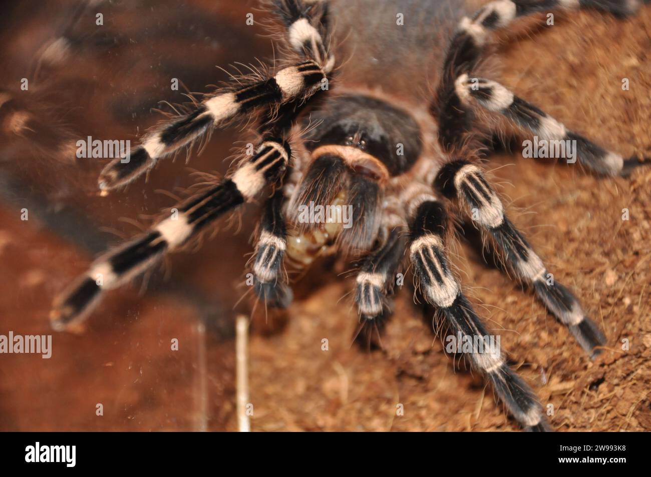 Spinne, Terrarium, Spinne mit Küken, Tarantel, Taranteln, Spinnen ...